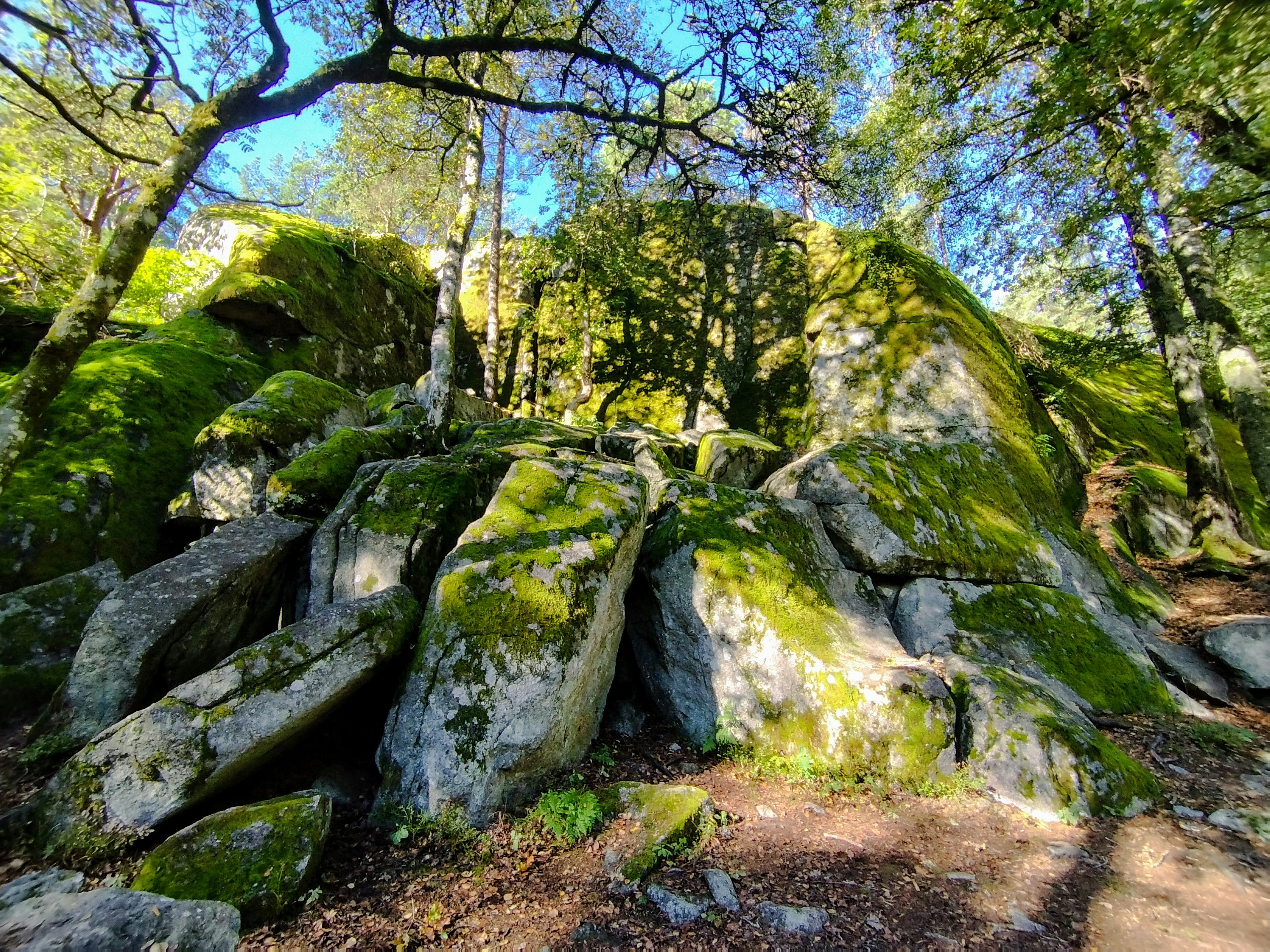 Moss-covered rocks in a sun-dappled forest