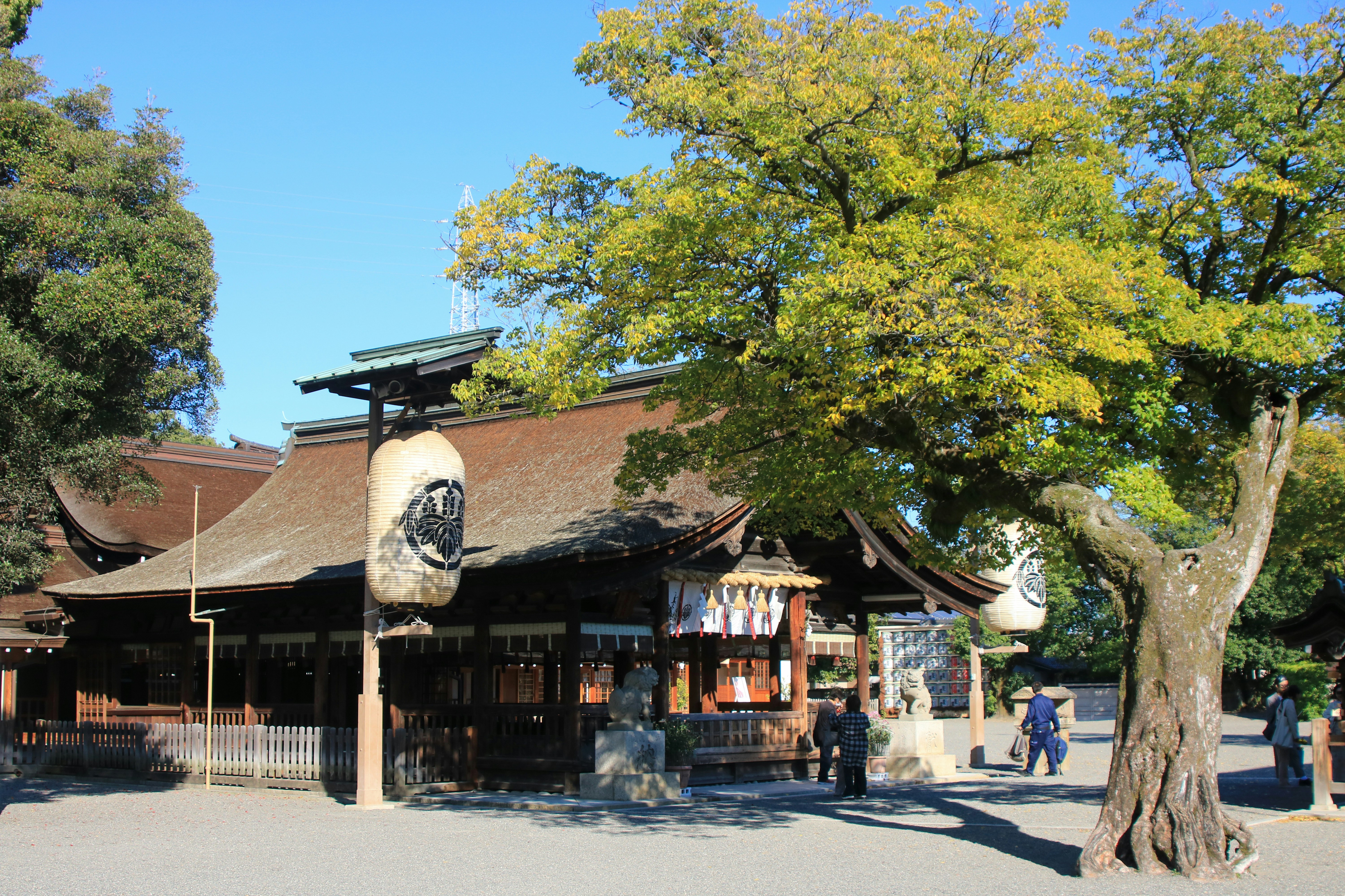 Traditional japanese shrine with large tree and lanterns