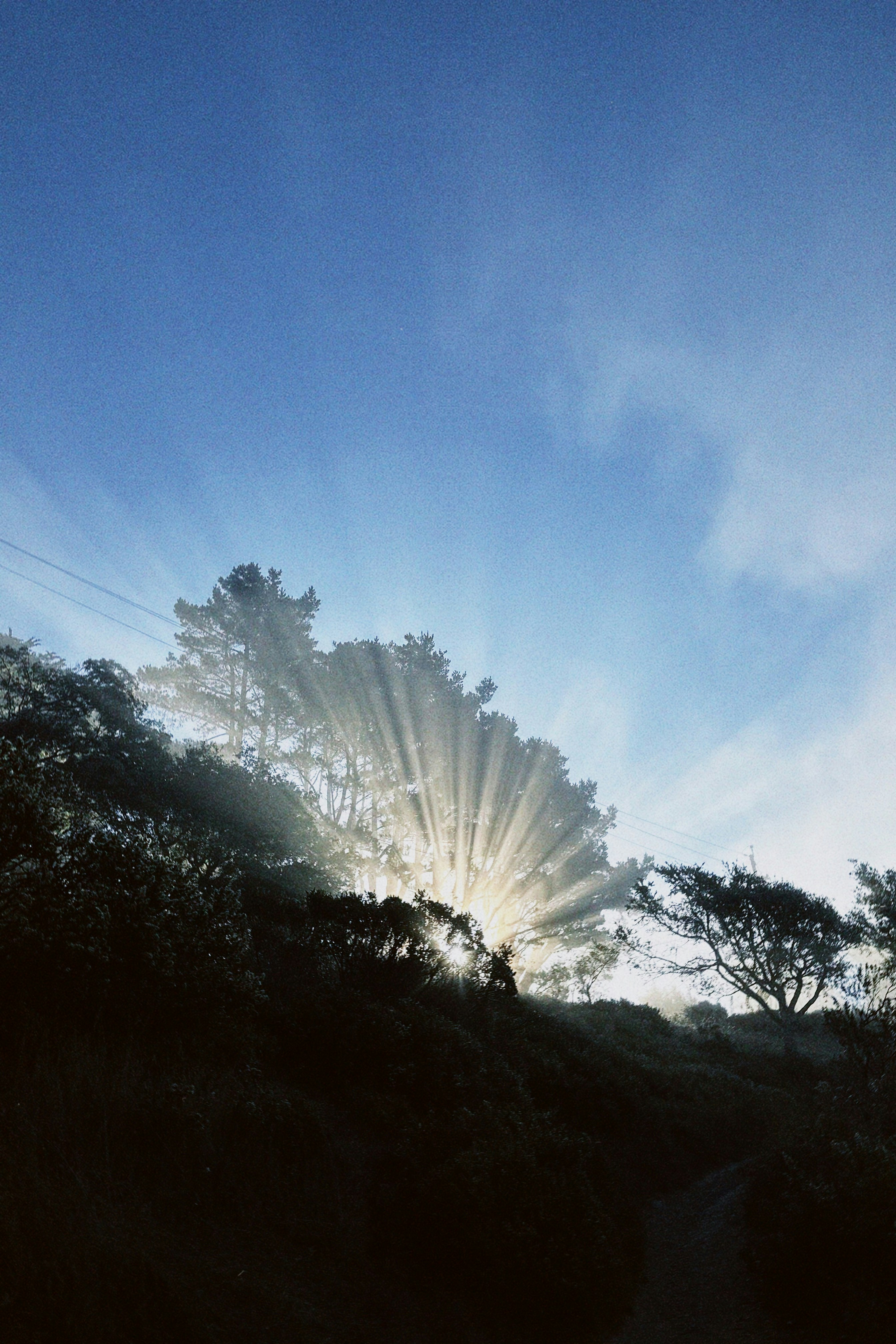 Dawn's Embrace: A Glimpse Through the Mist