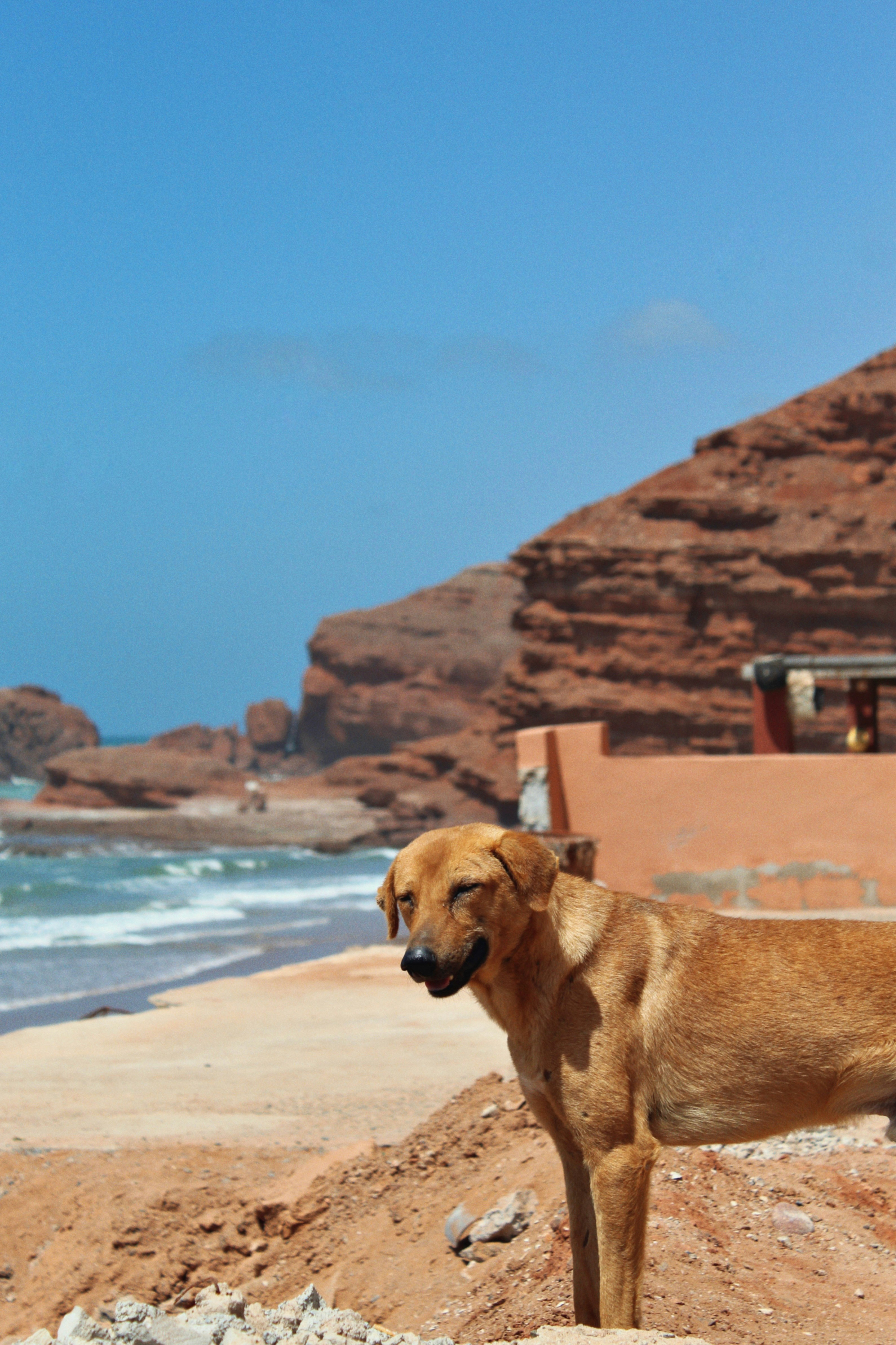 Joyful Canine Amidst Coastal Serenity