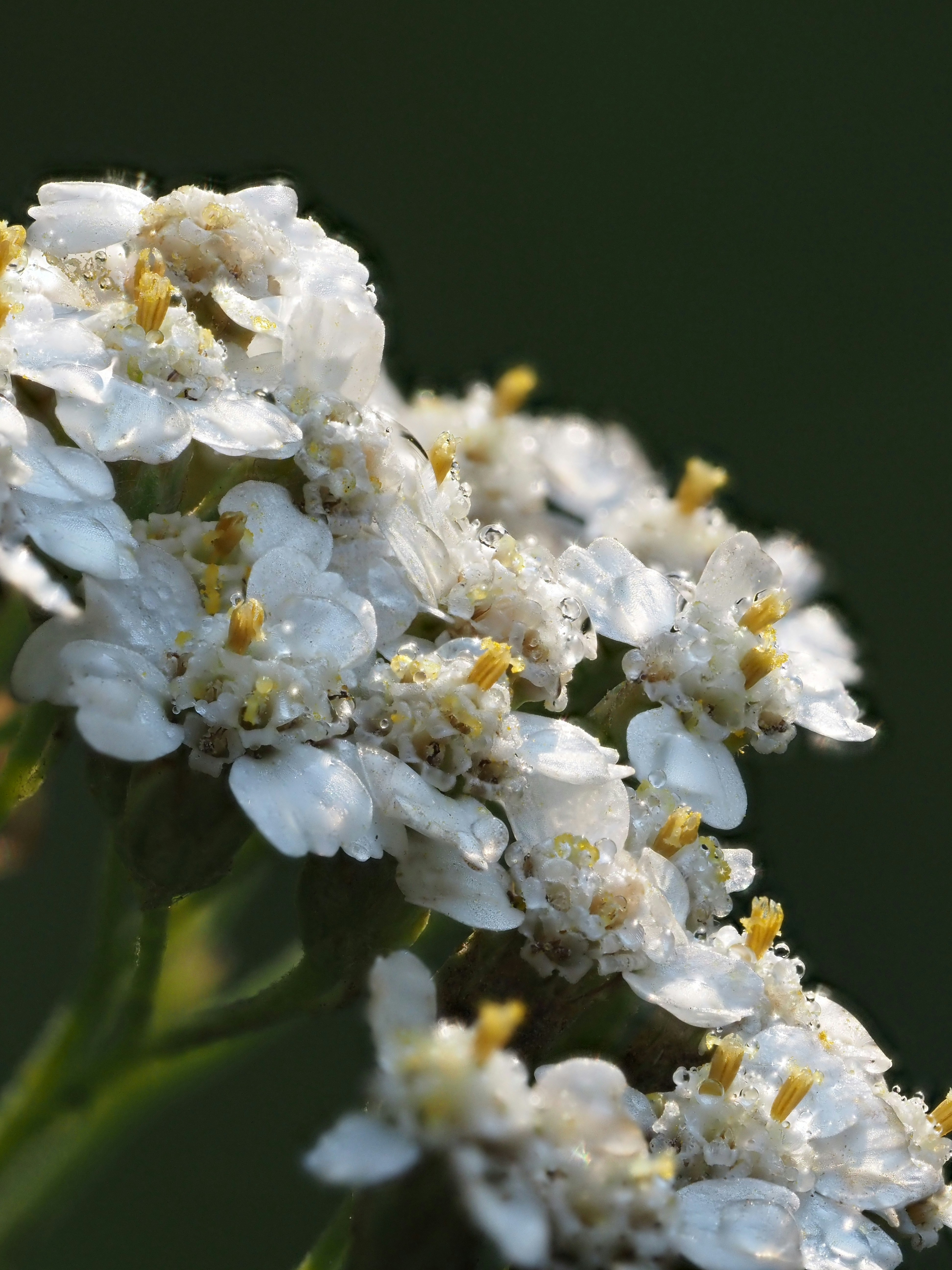 Delicate Whispers of Nature