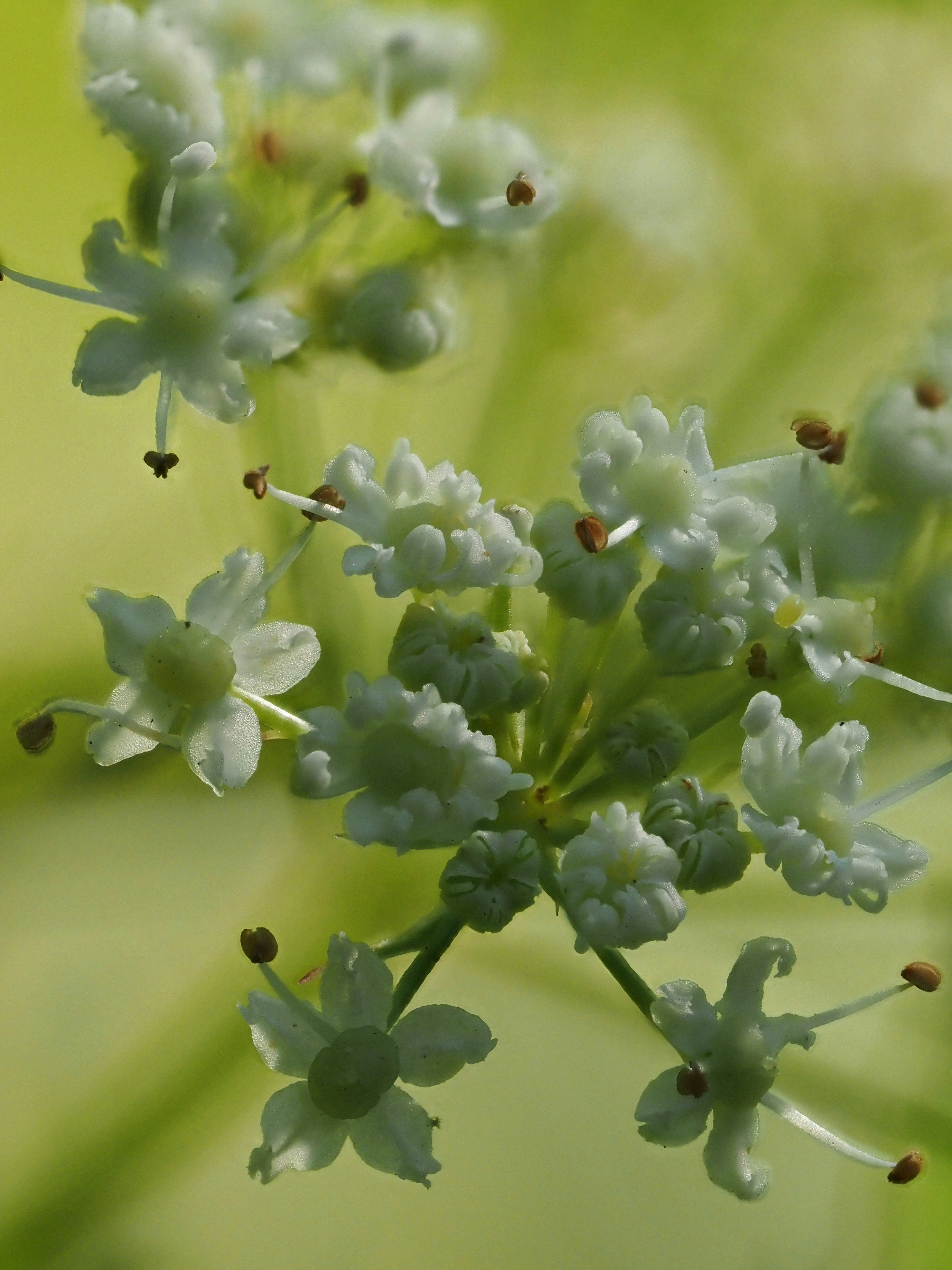 Delicate Whispers of Nature