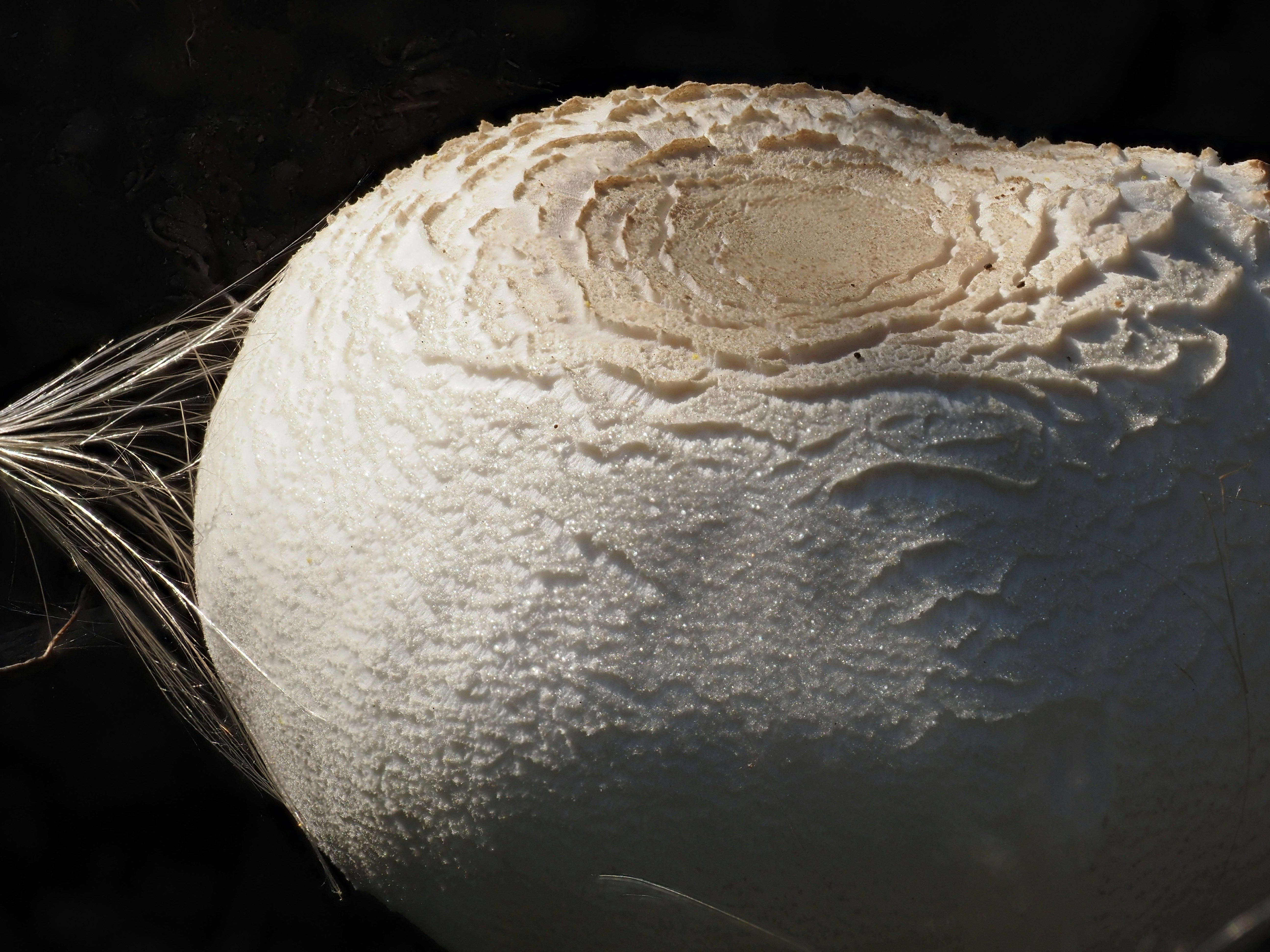 Nature's Intricate Sculpture: The Mushroom Cap