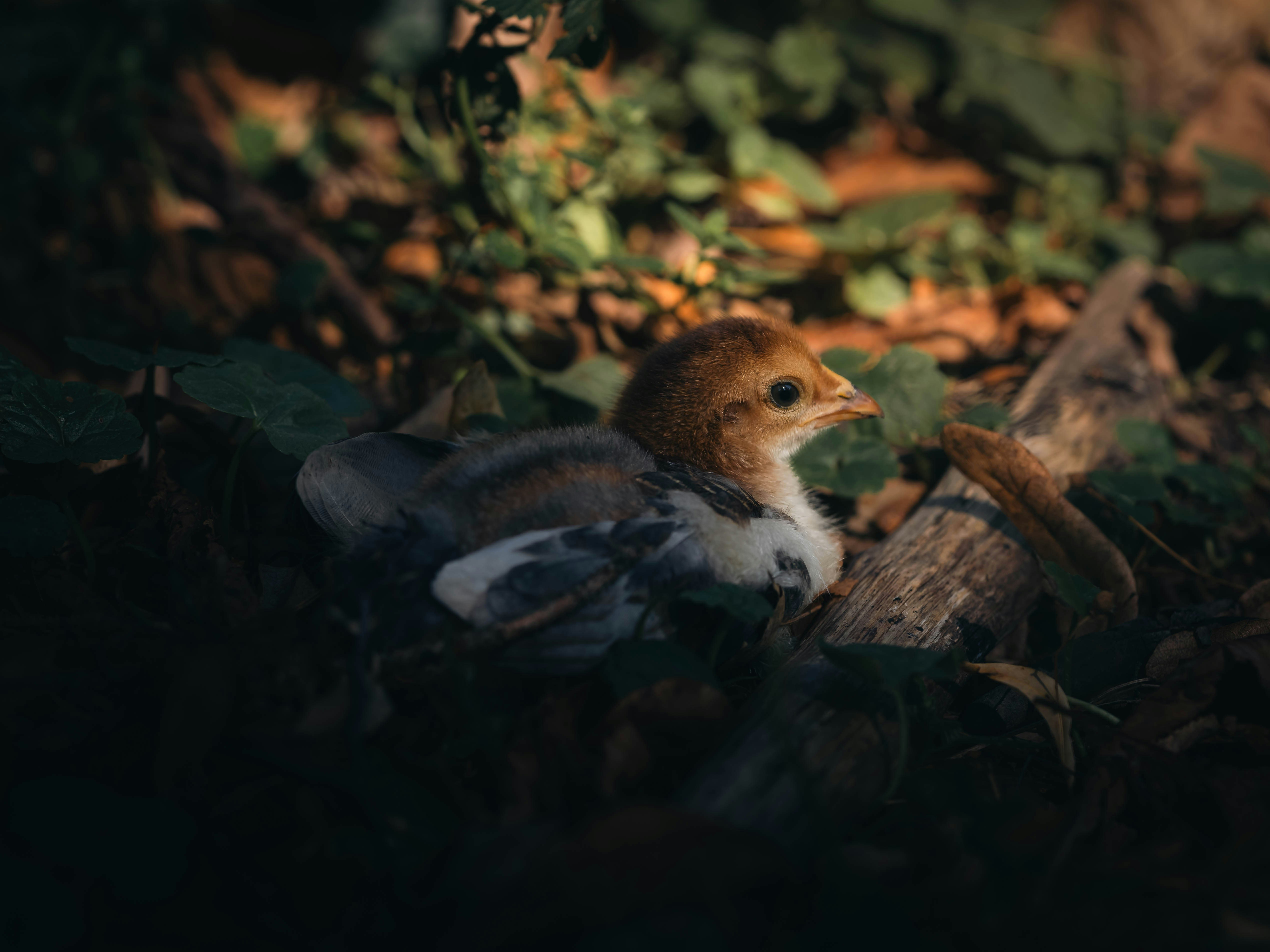 Whispers of the Forest: A Chick's Quiet Moment