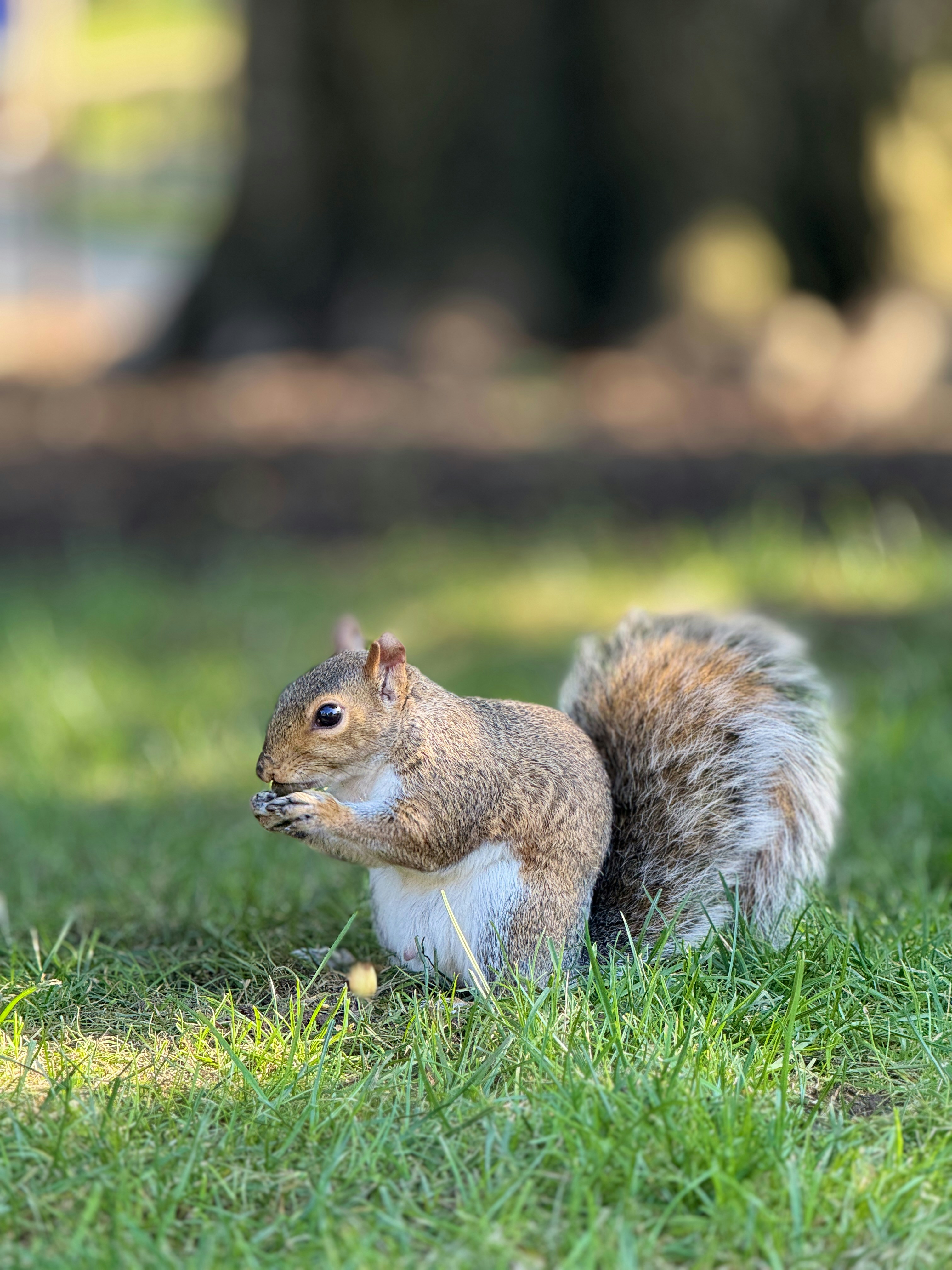 Squirrel | A squirrel eating nuts on grassy ground