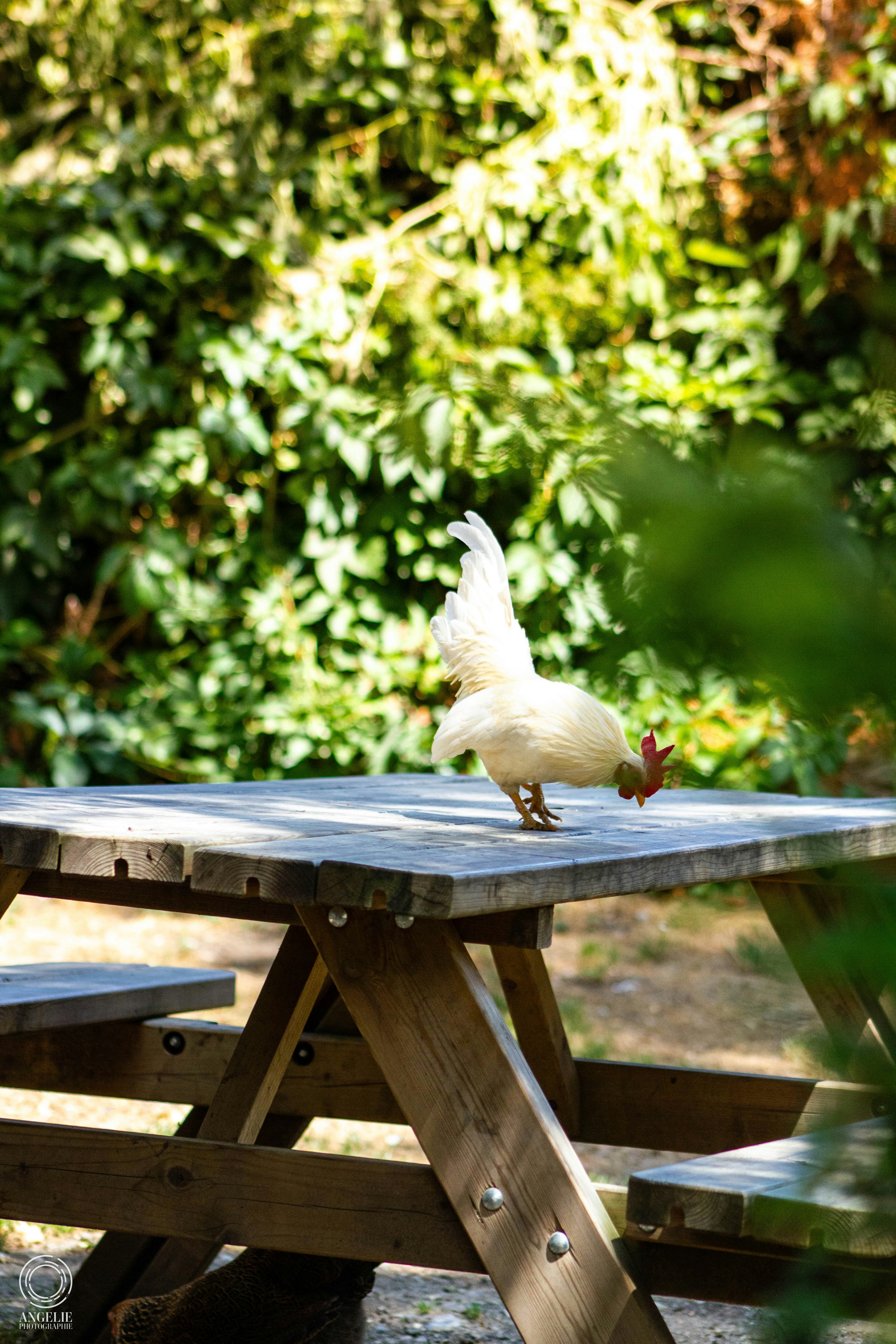 White chicken pecks at a wooden picnic table.