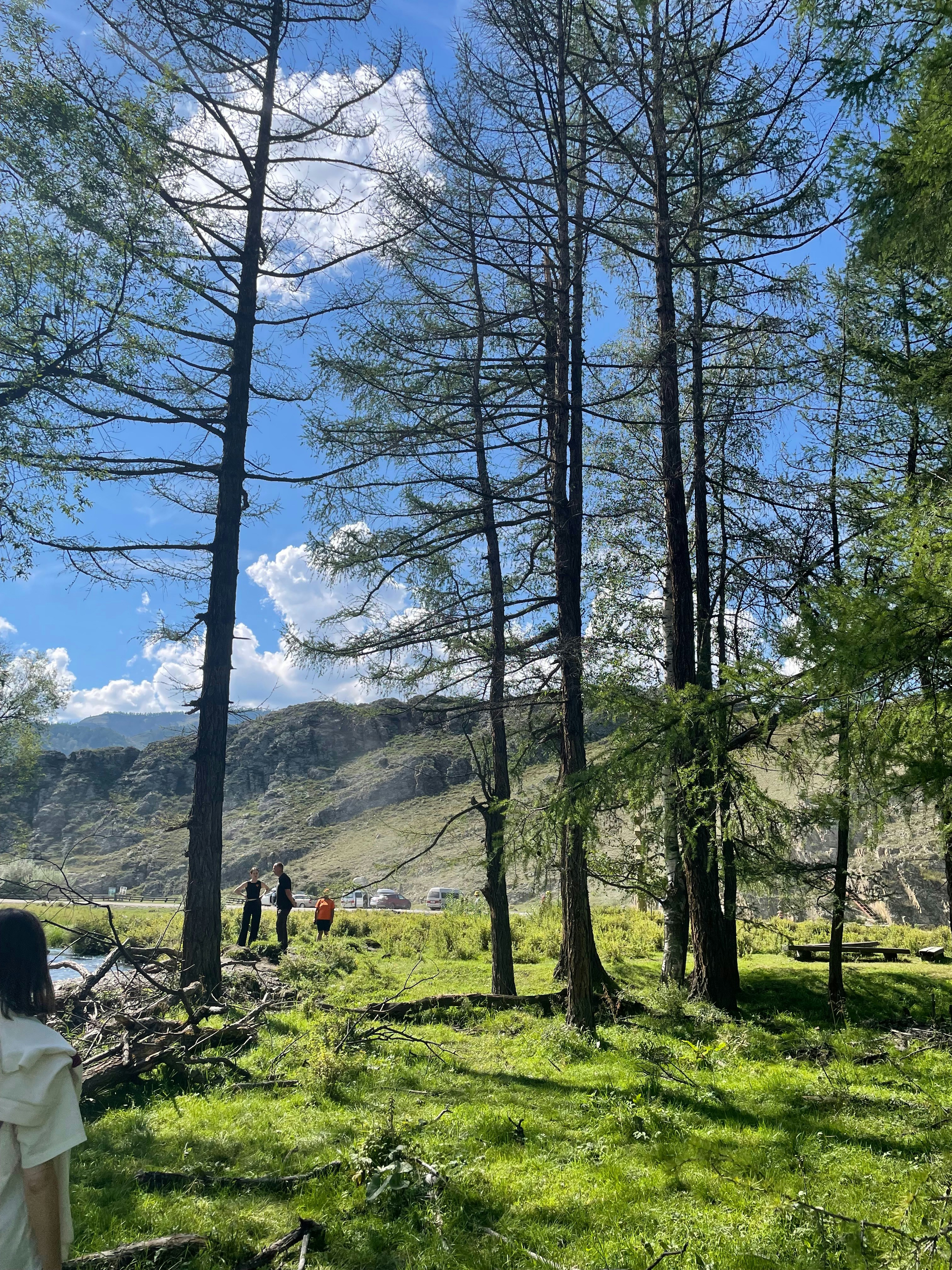 Tall Pines Overlooking a Sunlit Alpine Clearing