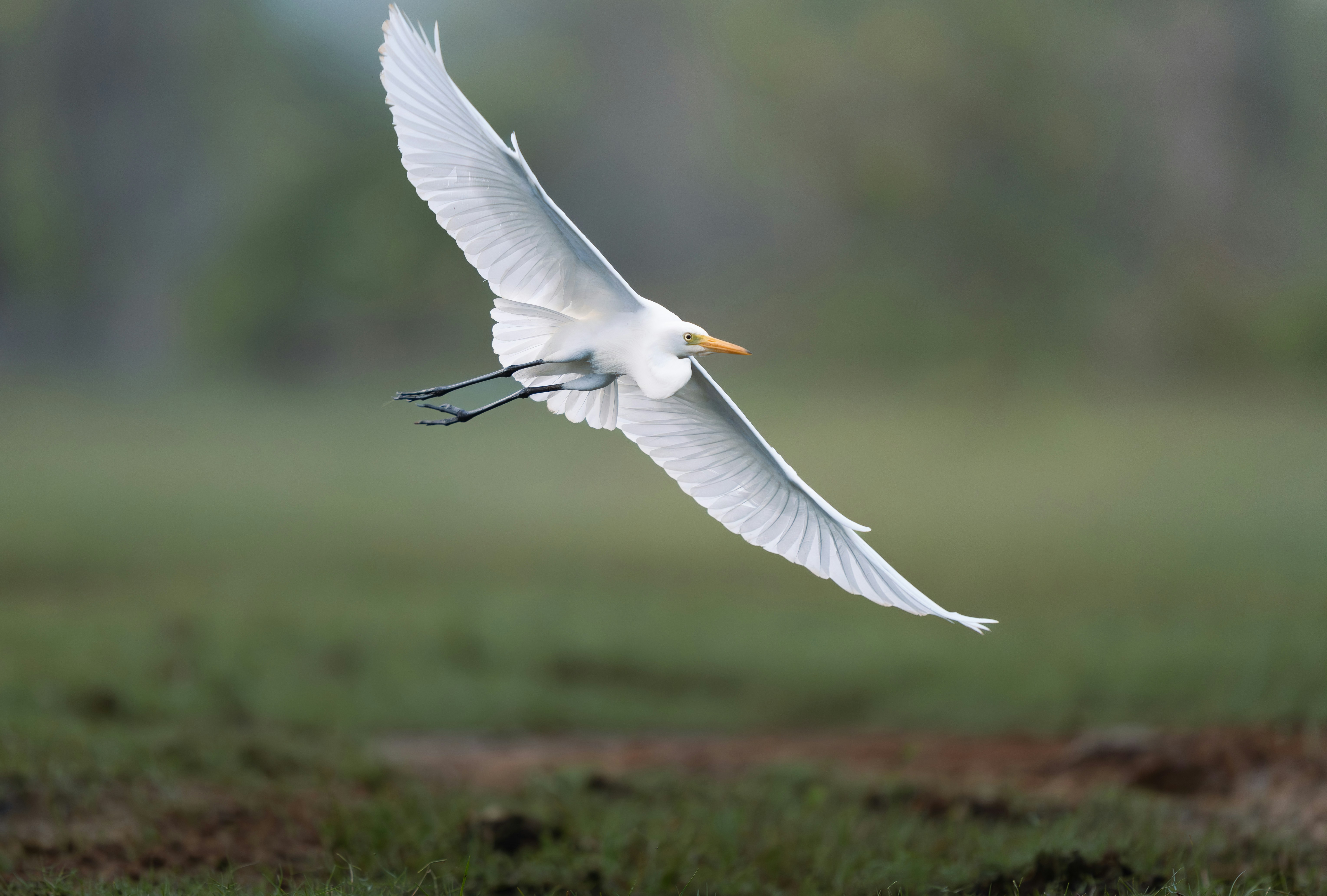 A white egret bird flying over a marsh.