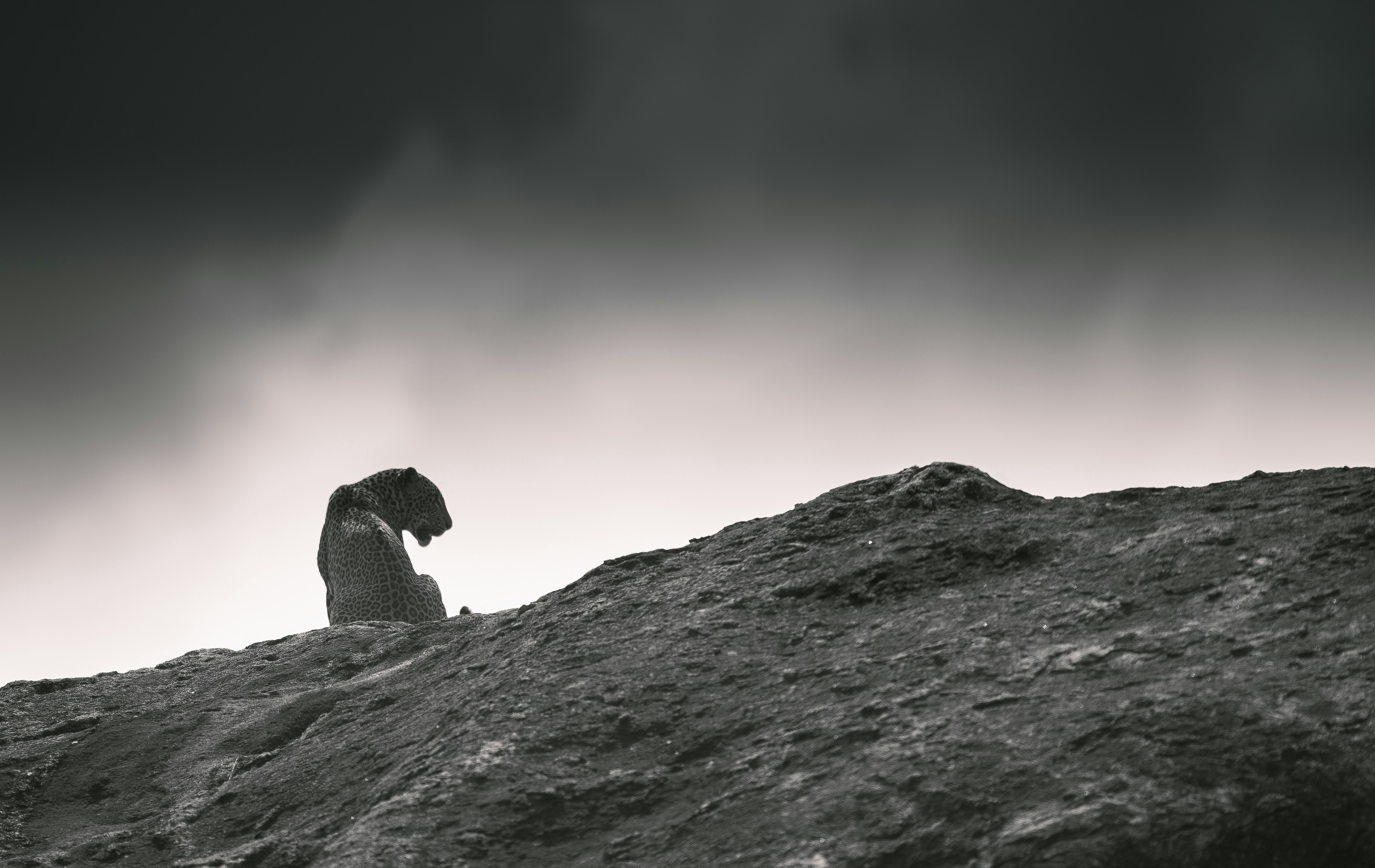 Sri Lankan Leopard | A lone figure sits on a rocky outcrop.