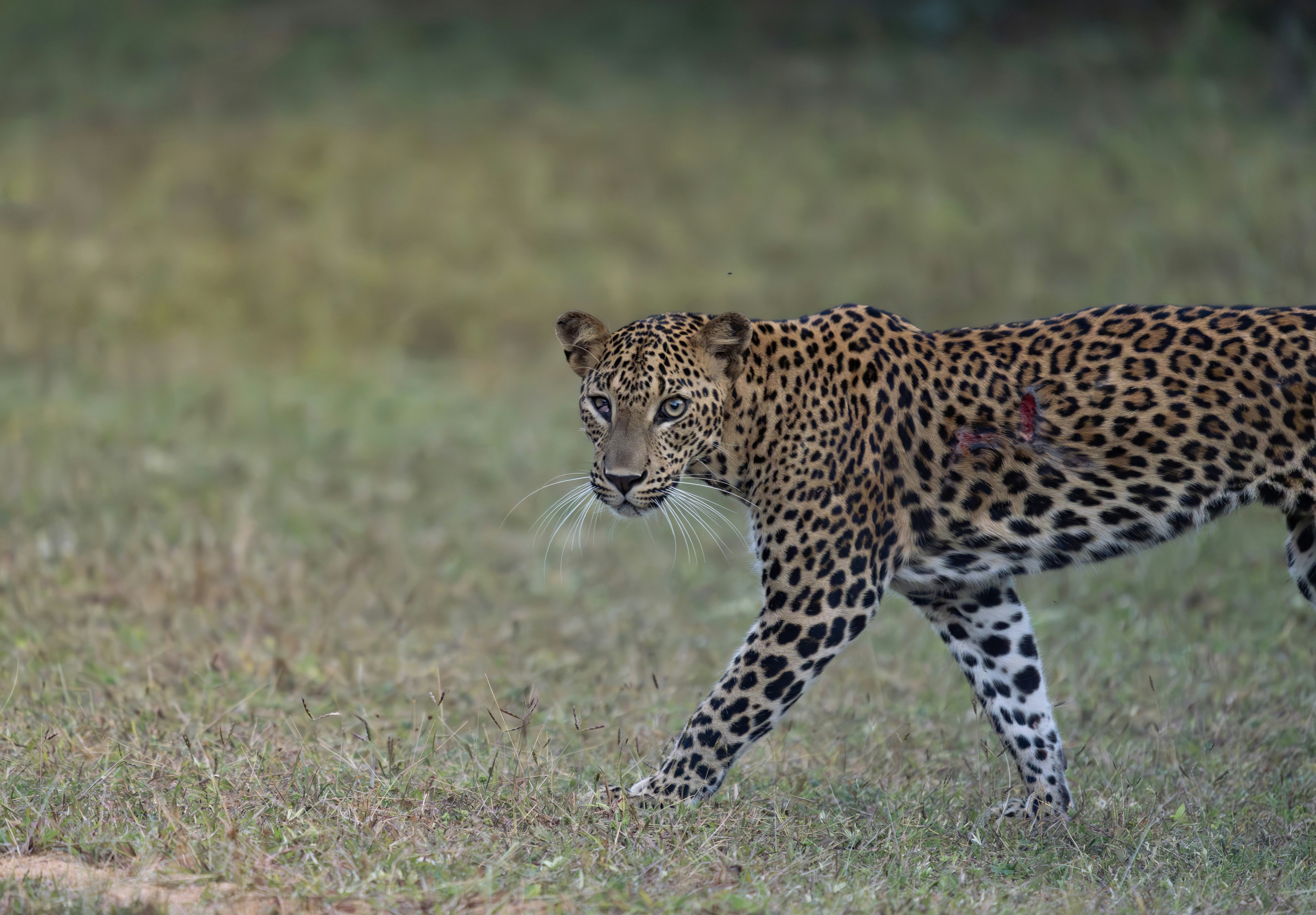 Leopard prowling through the tall grass, showcasing its distinctive spotted coat and keen gaze.