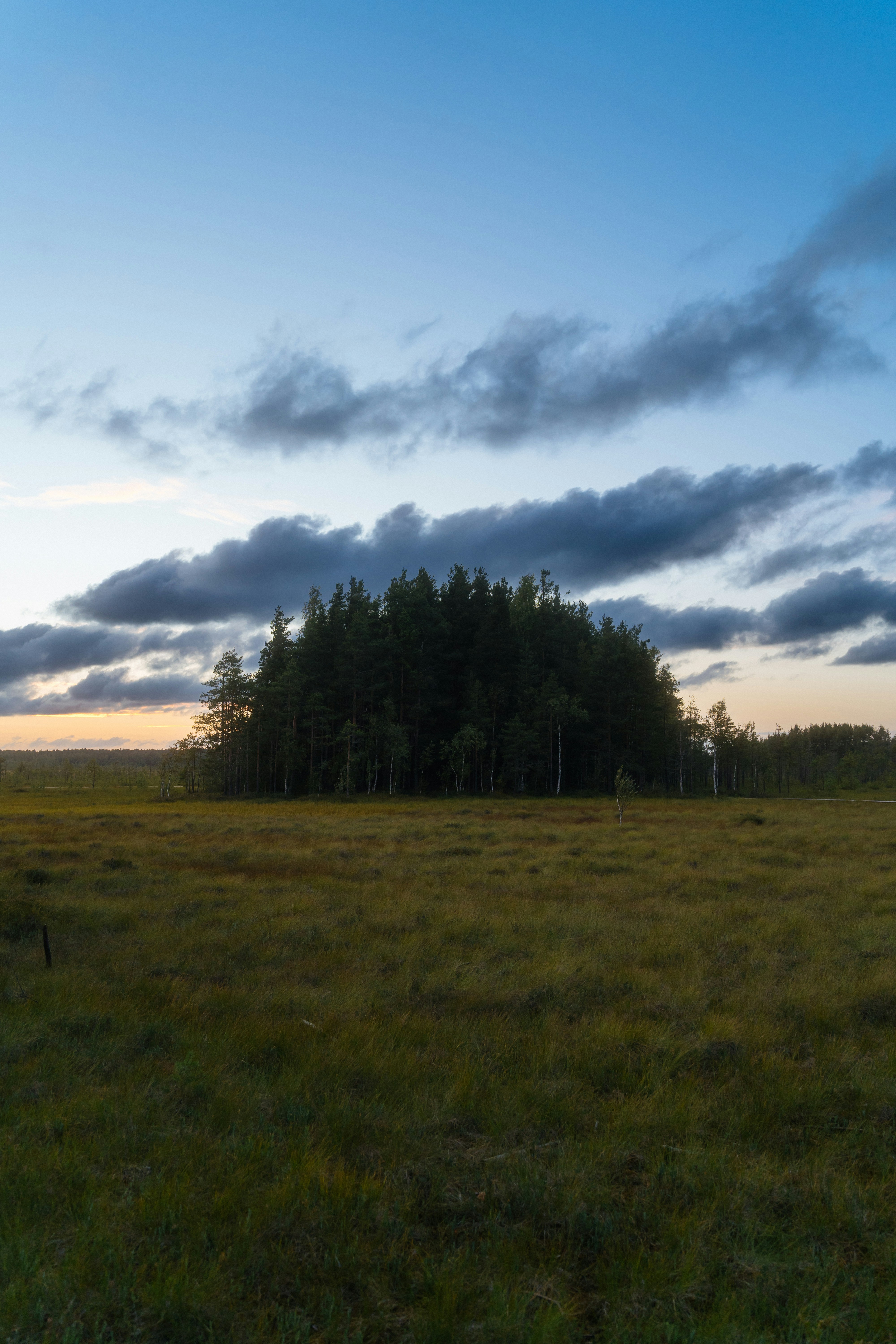 Dense forest island in a grassy field at dusk.