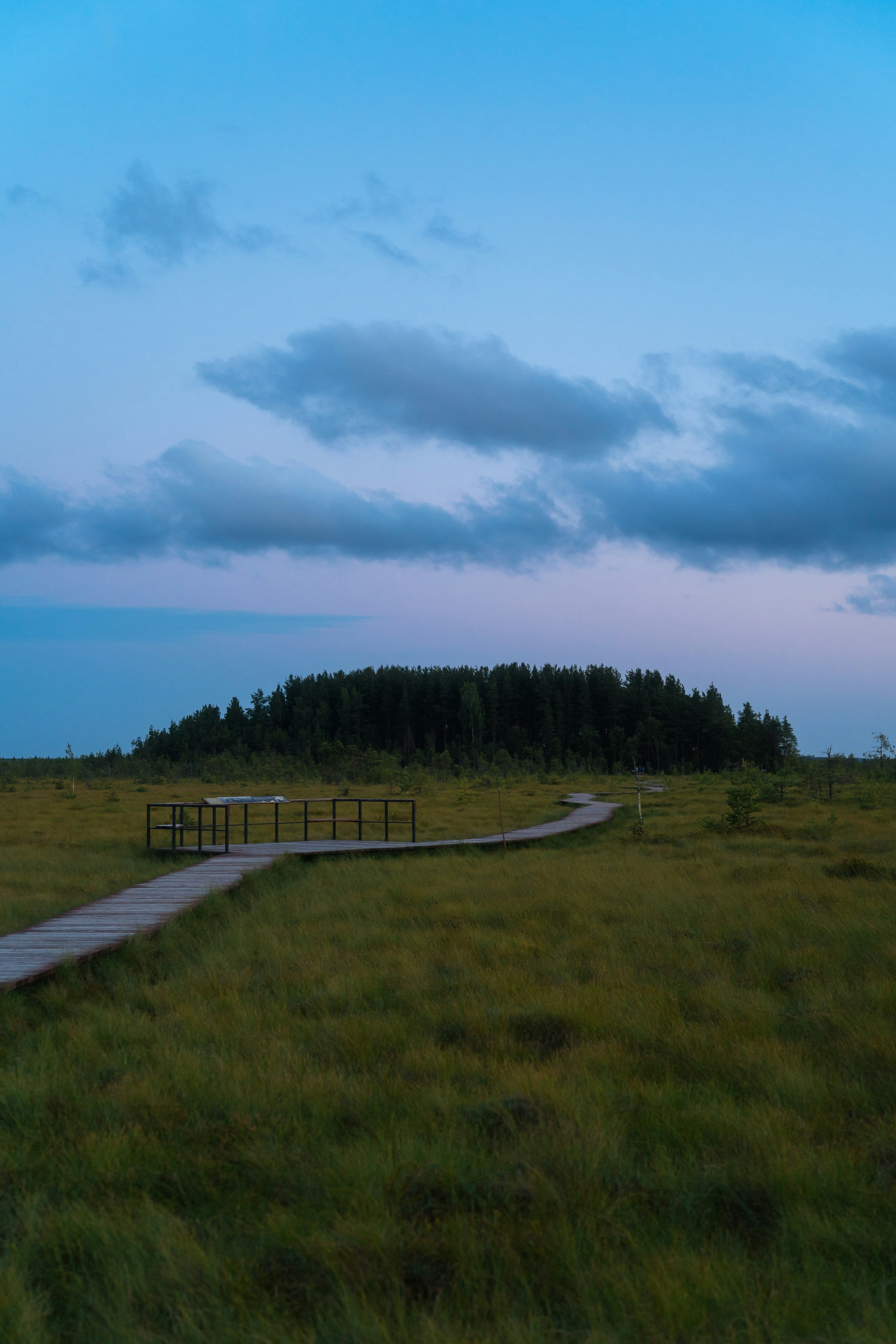 Wooden boardwalk through a grassy marsh at dusk.