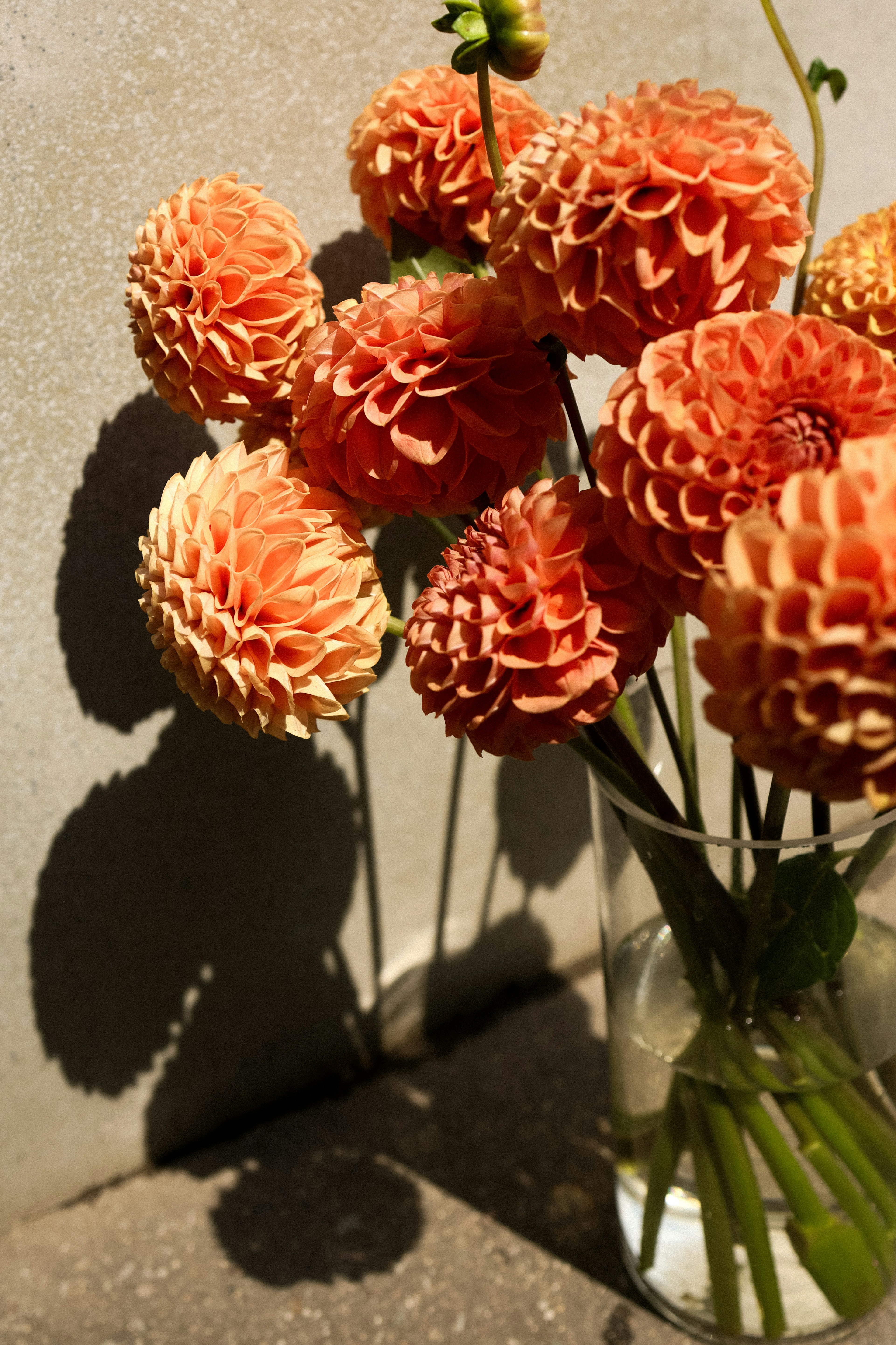 Harmony in Bloom: The Art of Dahlia Arrangement
