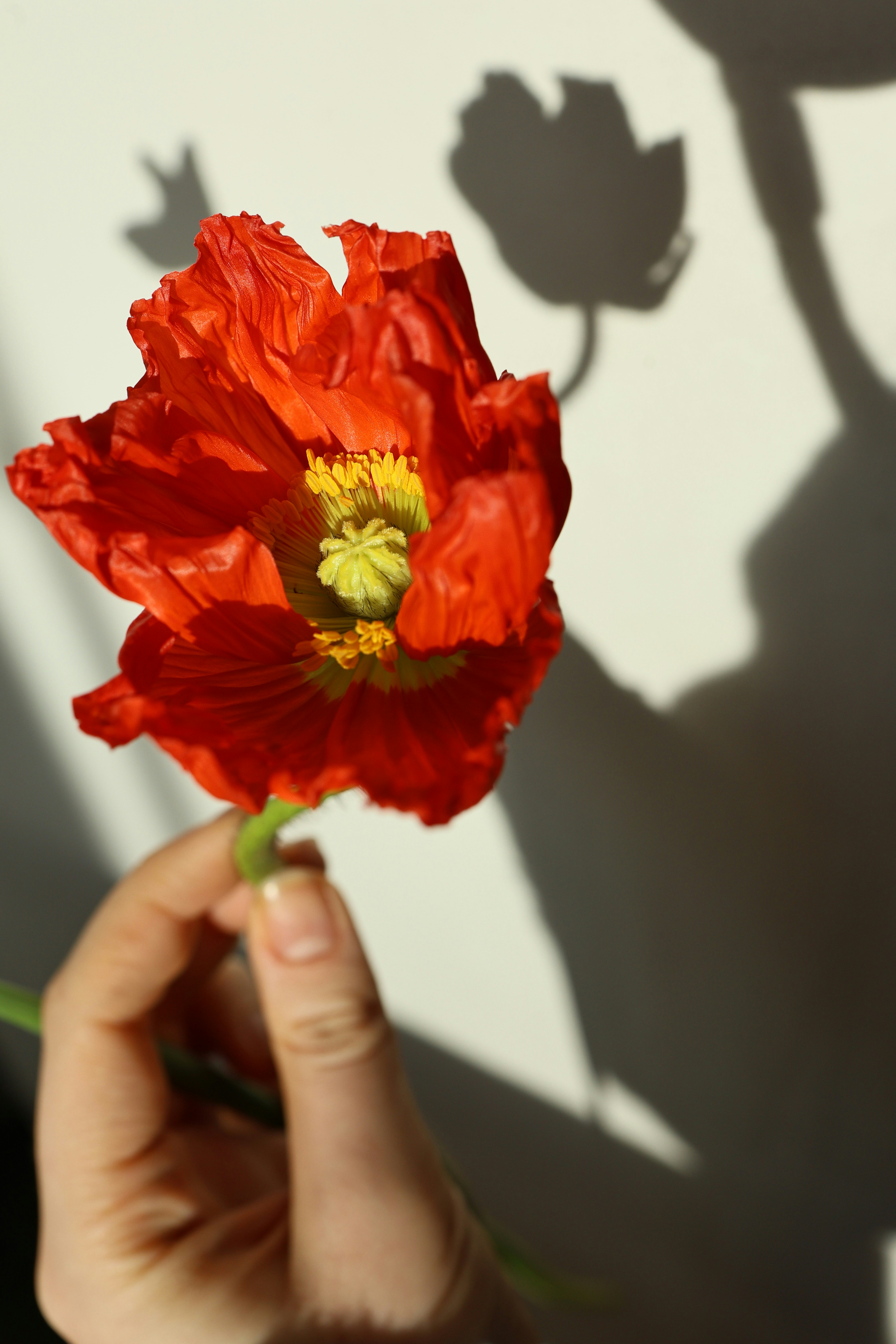 Whispers of Nature: The Vibrant Poppy's Shadow Play