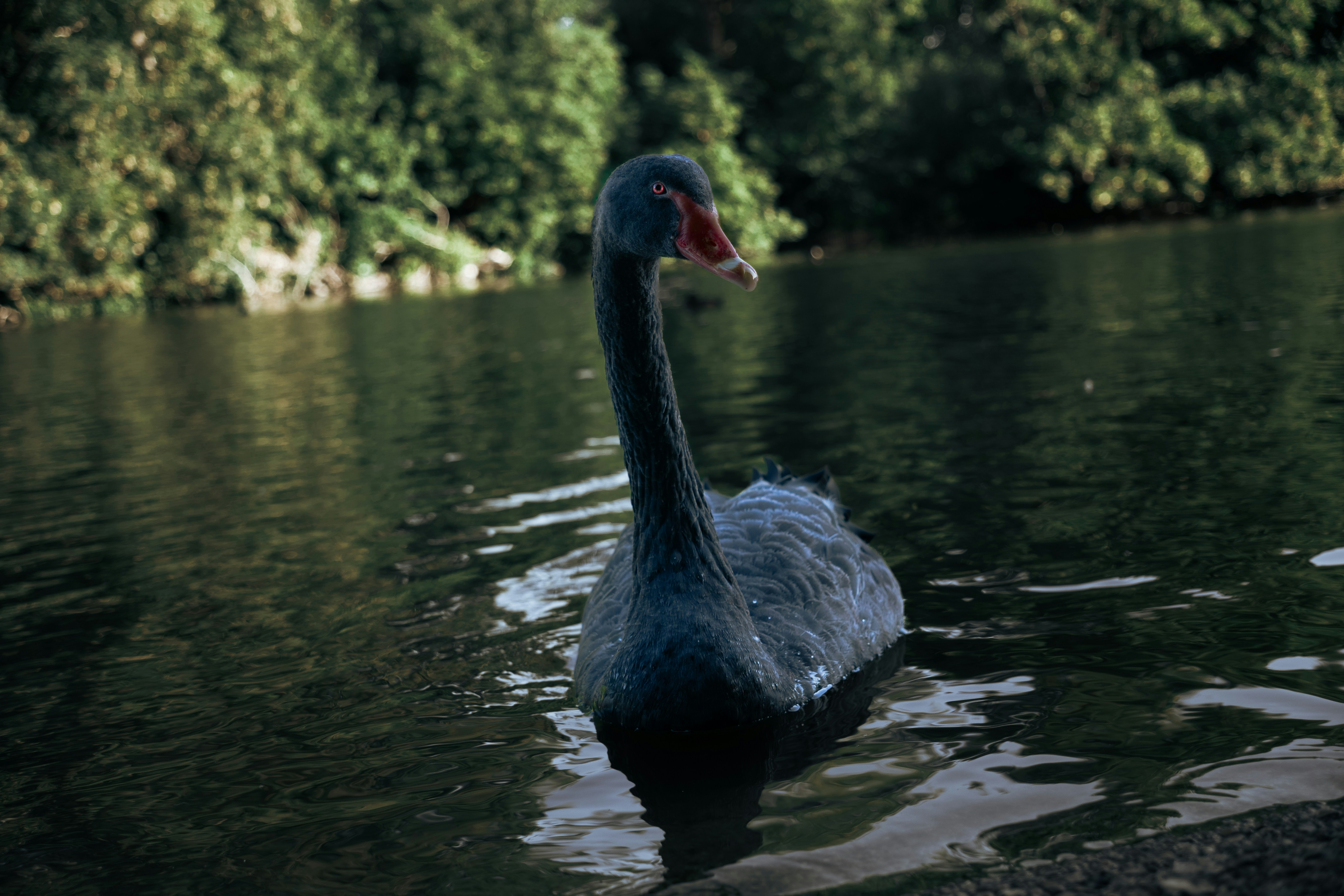 Graceful black swan gliding across a calm pond surrounded by greenery | A black swan swims in a dark pond.