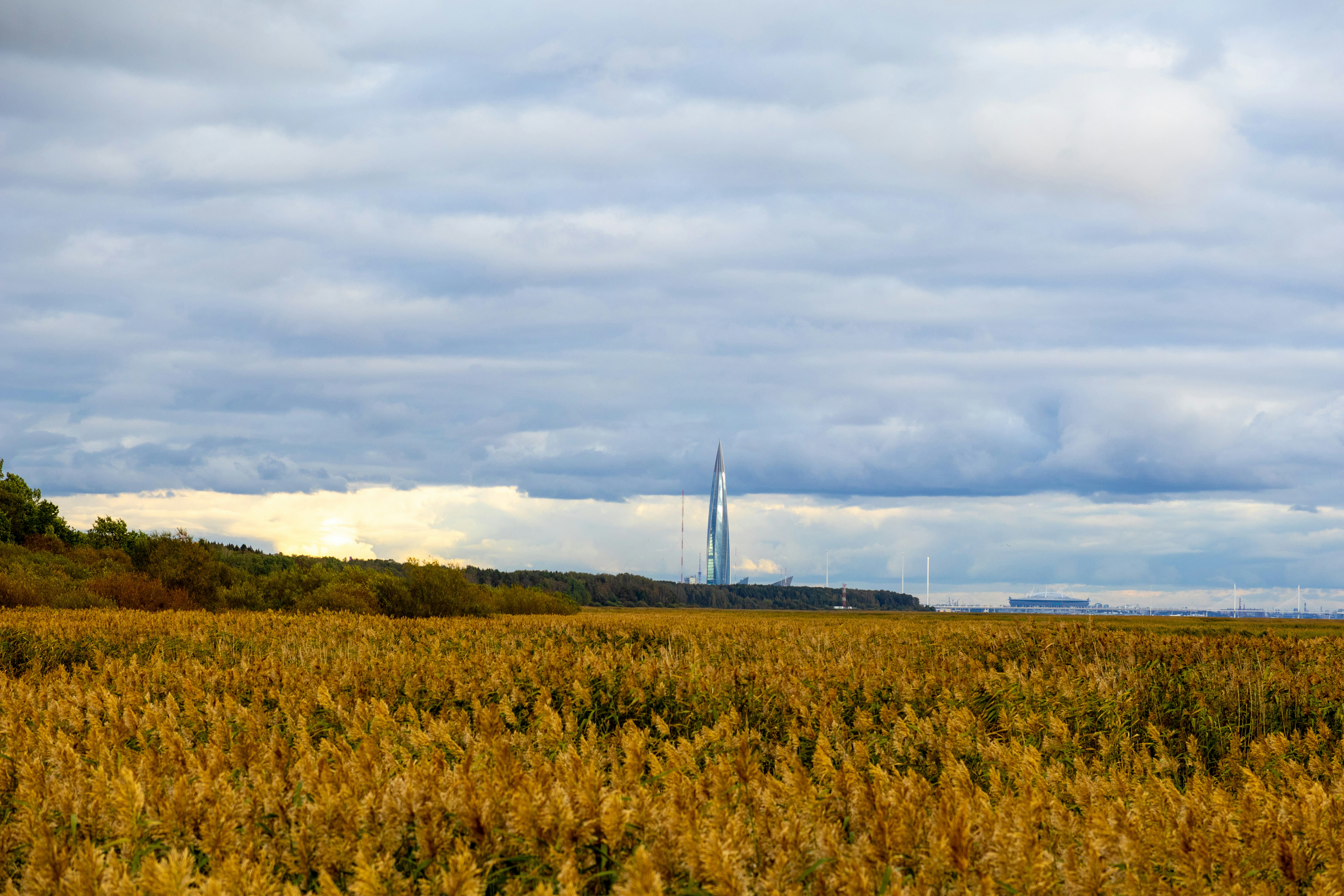 Golden Fields Beneath a Brooding Sky
