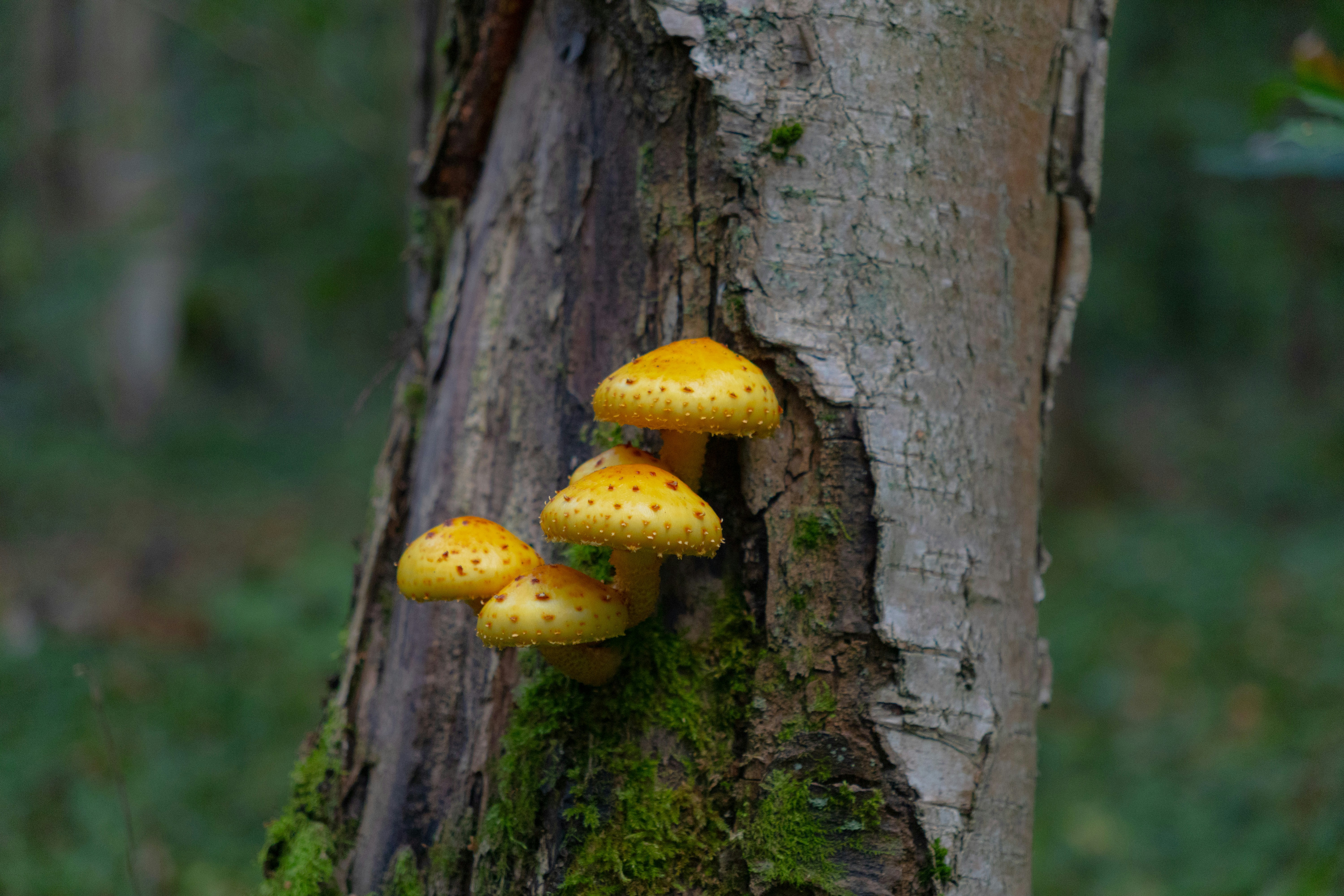 Golden Fungi: Nature's Hidden Gems