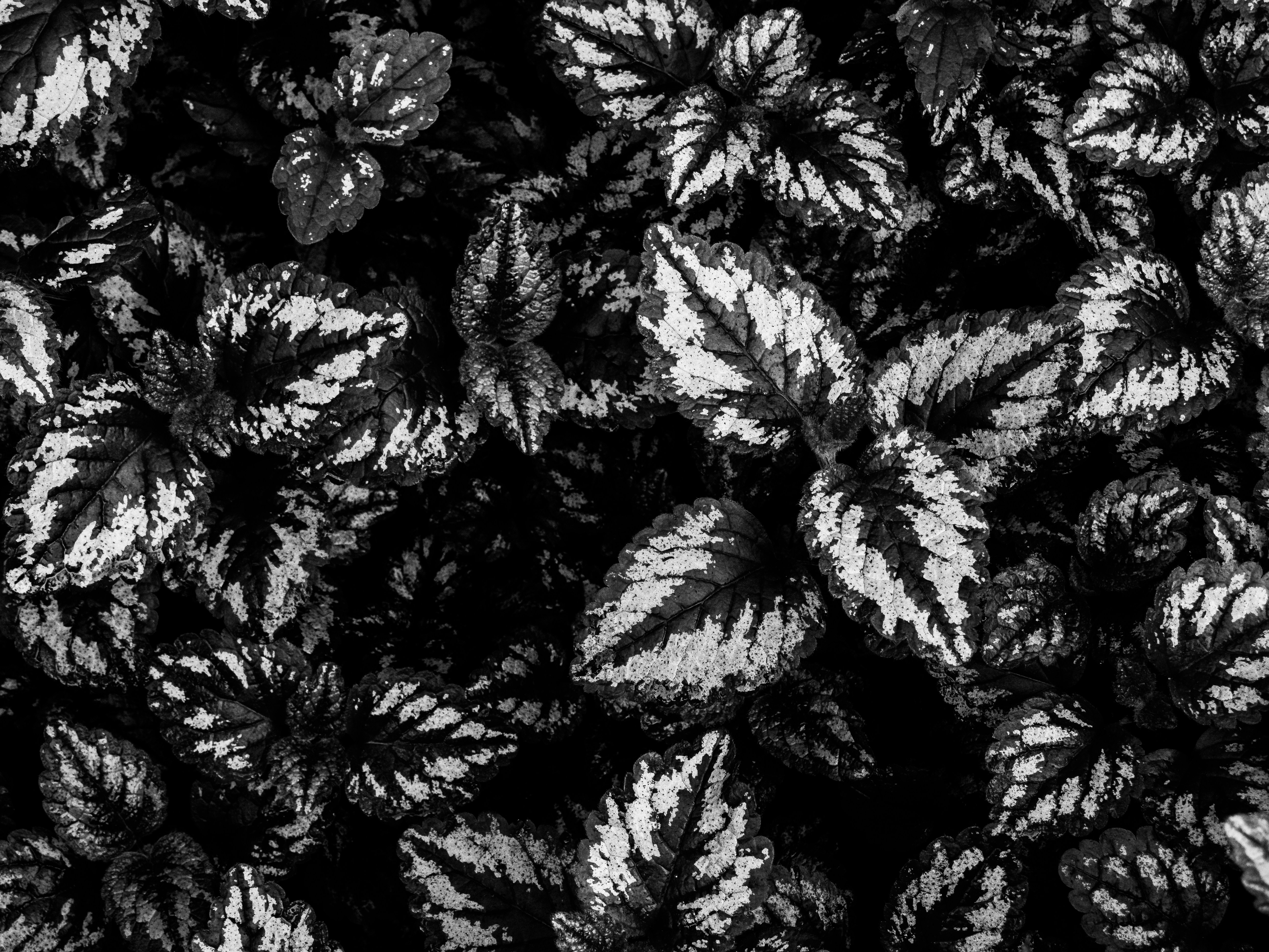 Monochrome Symphony of Leaves