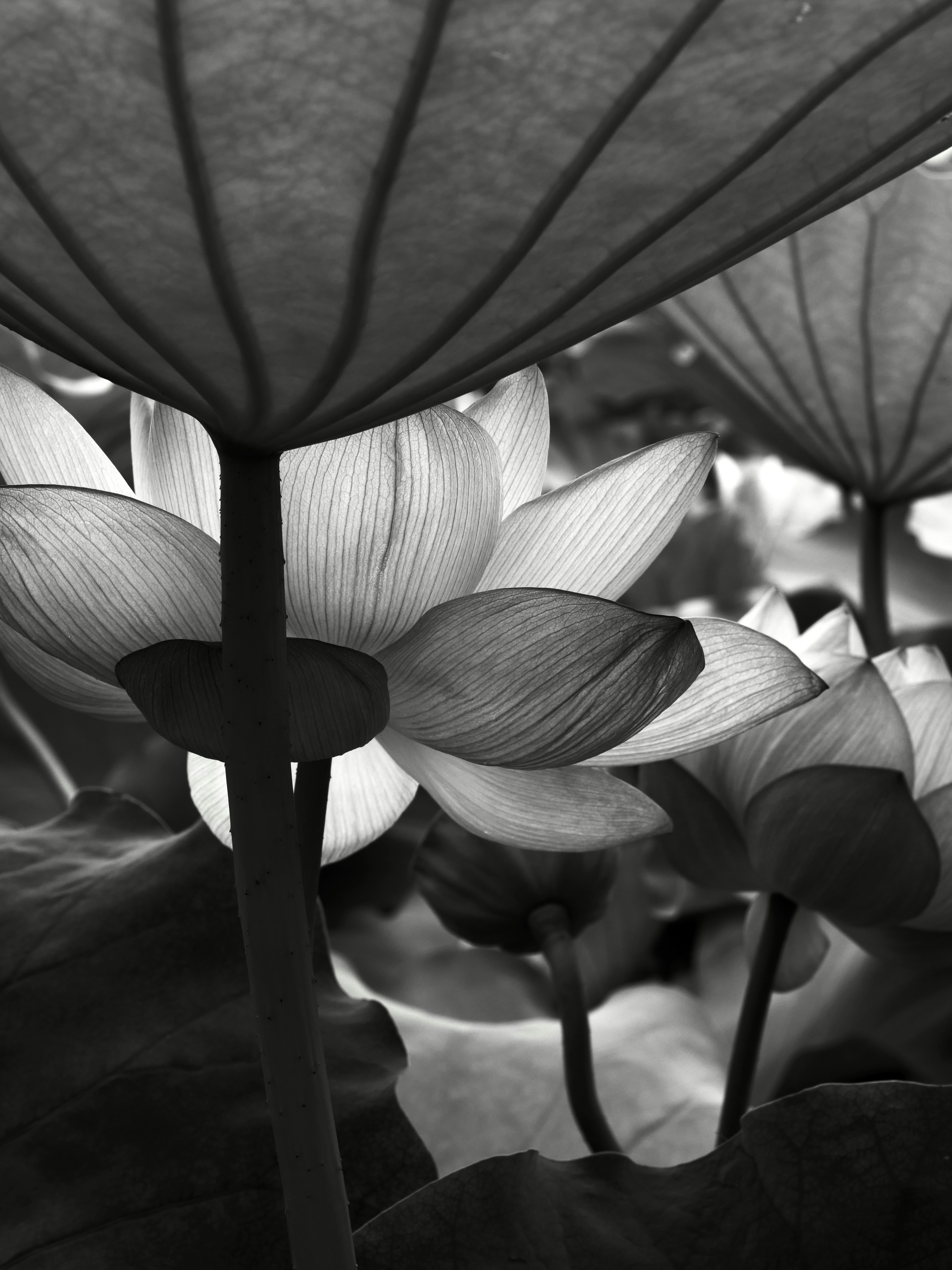 Whispers of Serenity Beneath Lotus Canopies