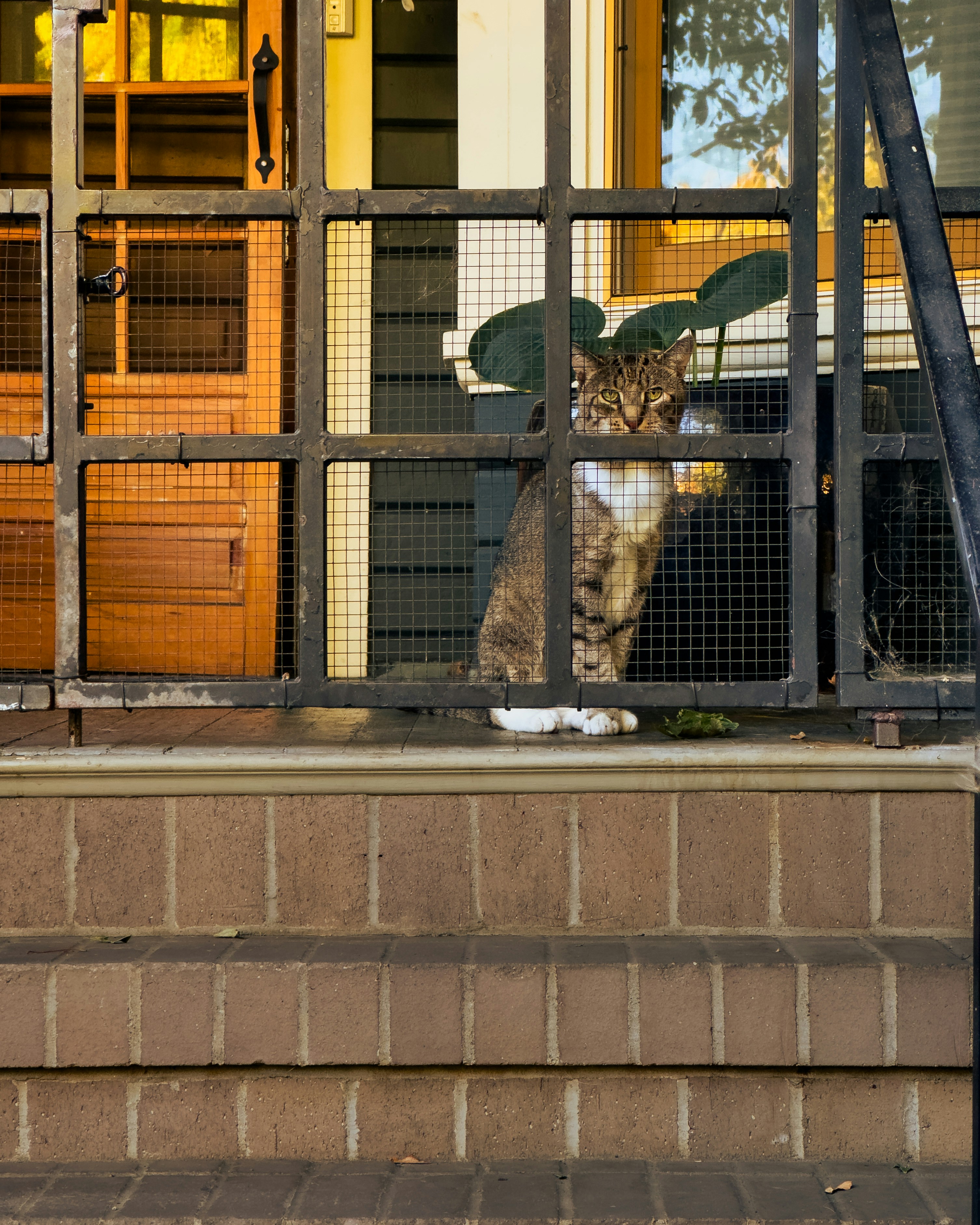 A cat looks through a fence while sitting on a porch. | A tabby cat sits behind a metal railing on steps.