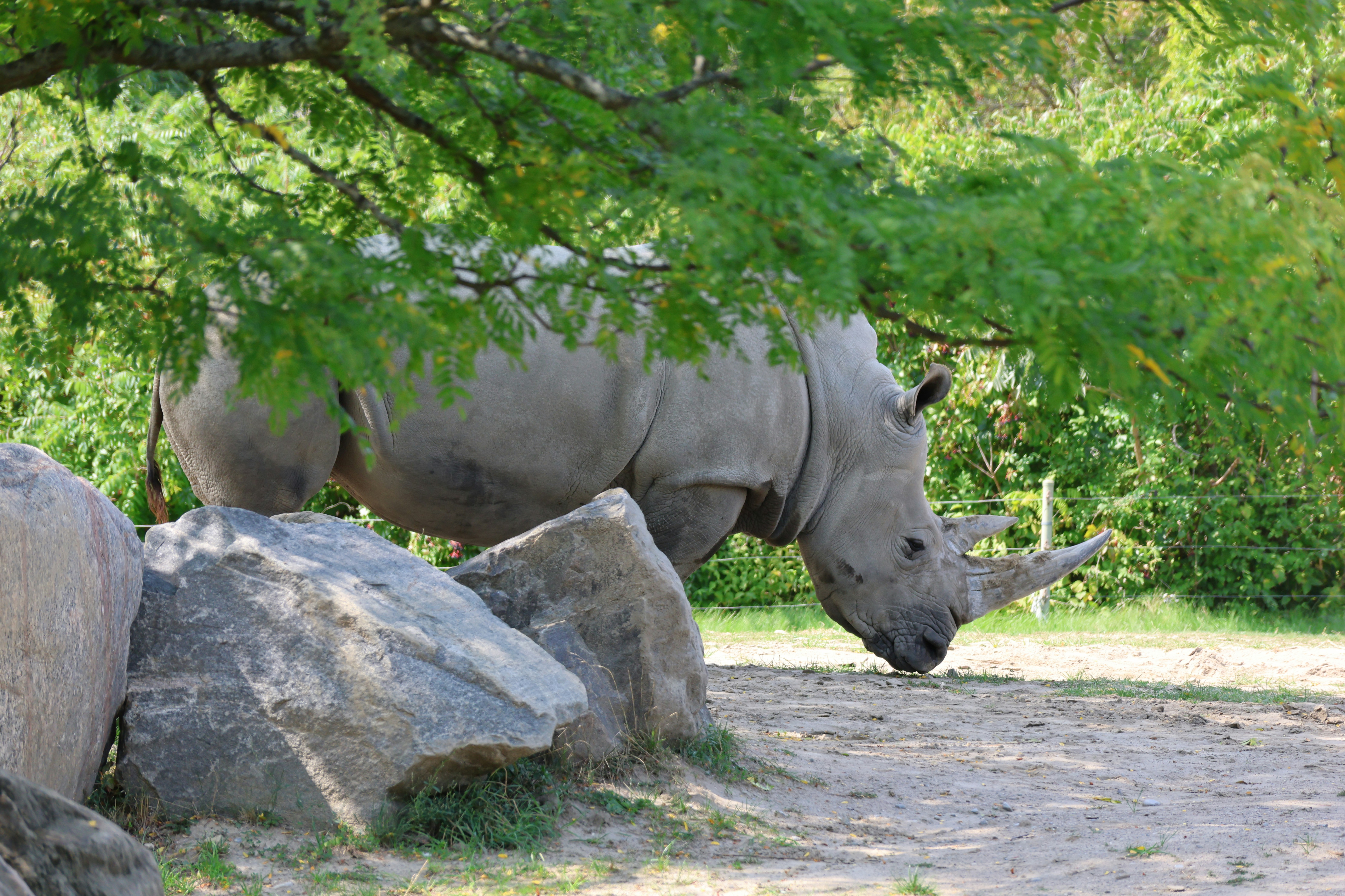 white rhinoceros grazing near rocks under green tree shade in natural habitat | A rhinoceros stands near large rocks and trees.