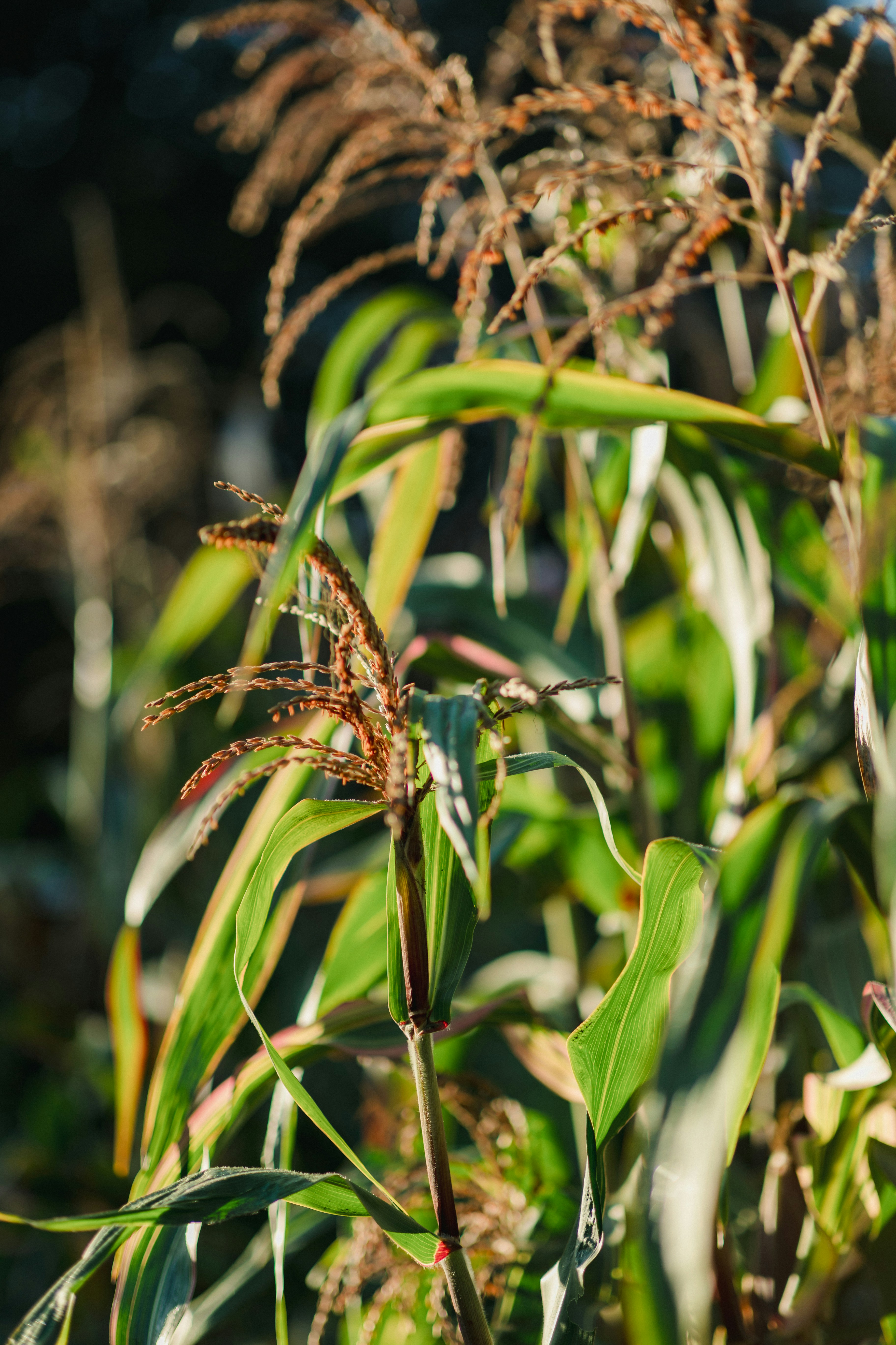 Whispers of the Harvest: A Cornfield's Elegance