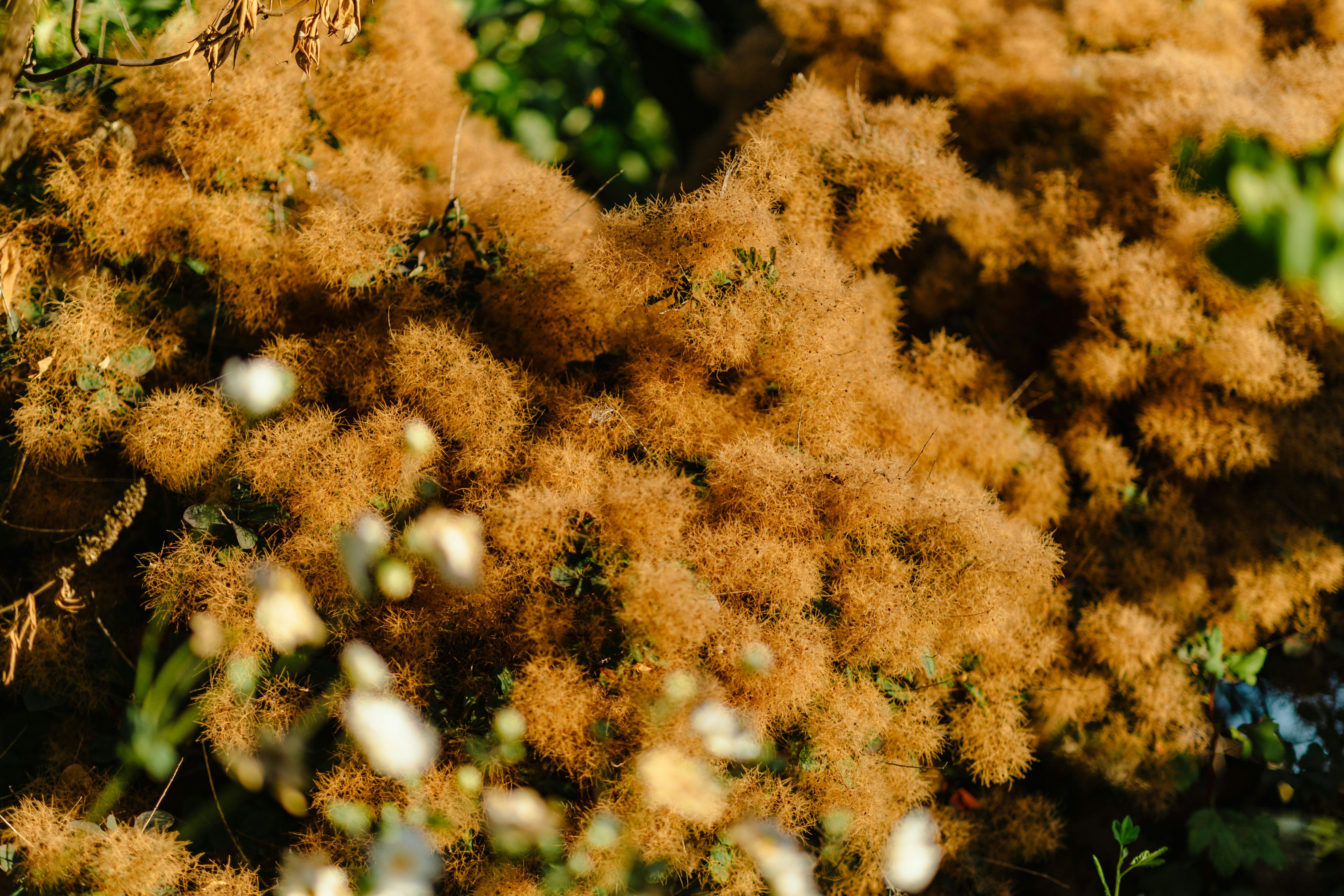 Close-up of fluffy, brown smoke bush flowers in sunlight.
