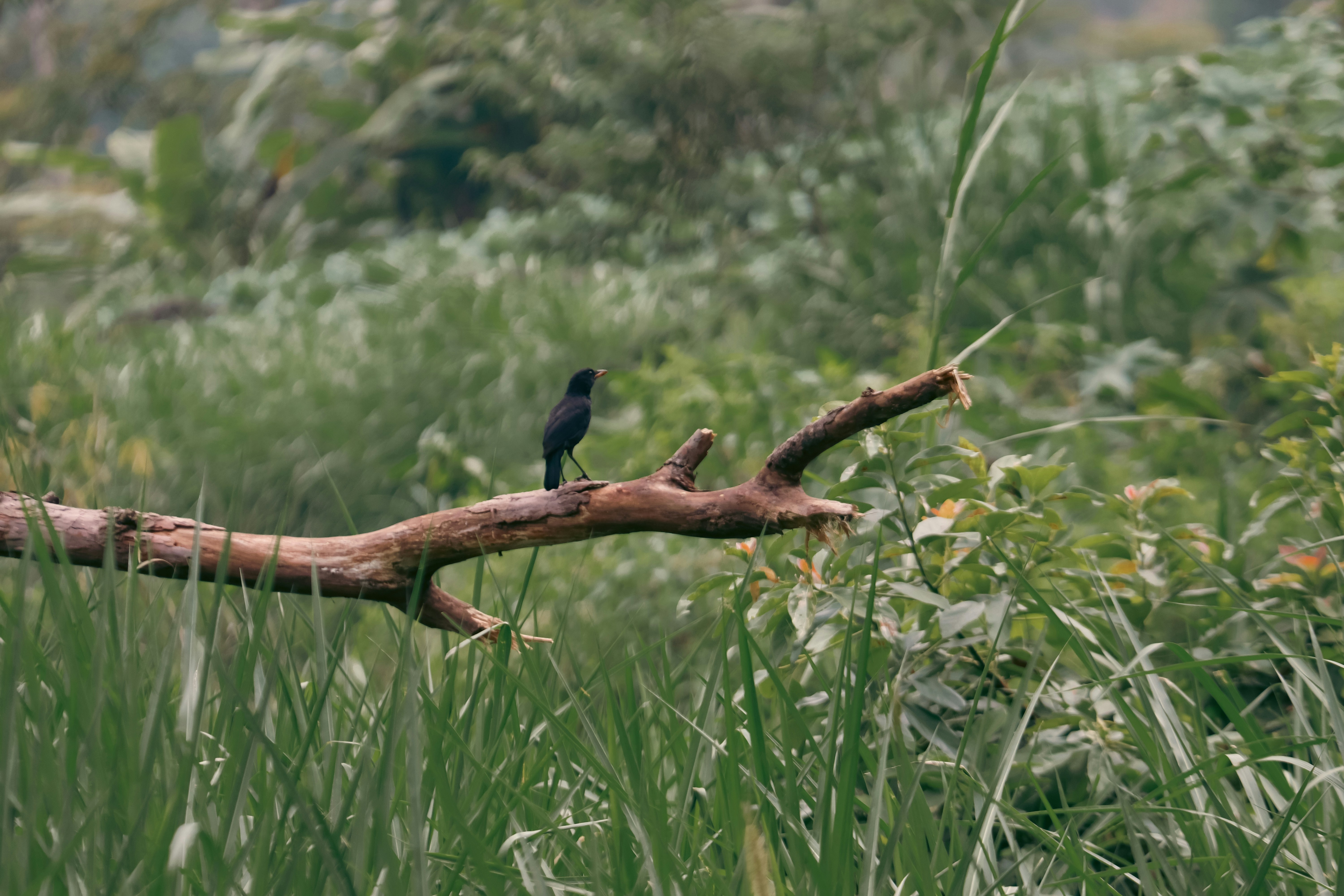 A Solitary Sentinel of the Wetlands