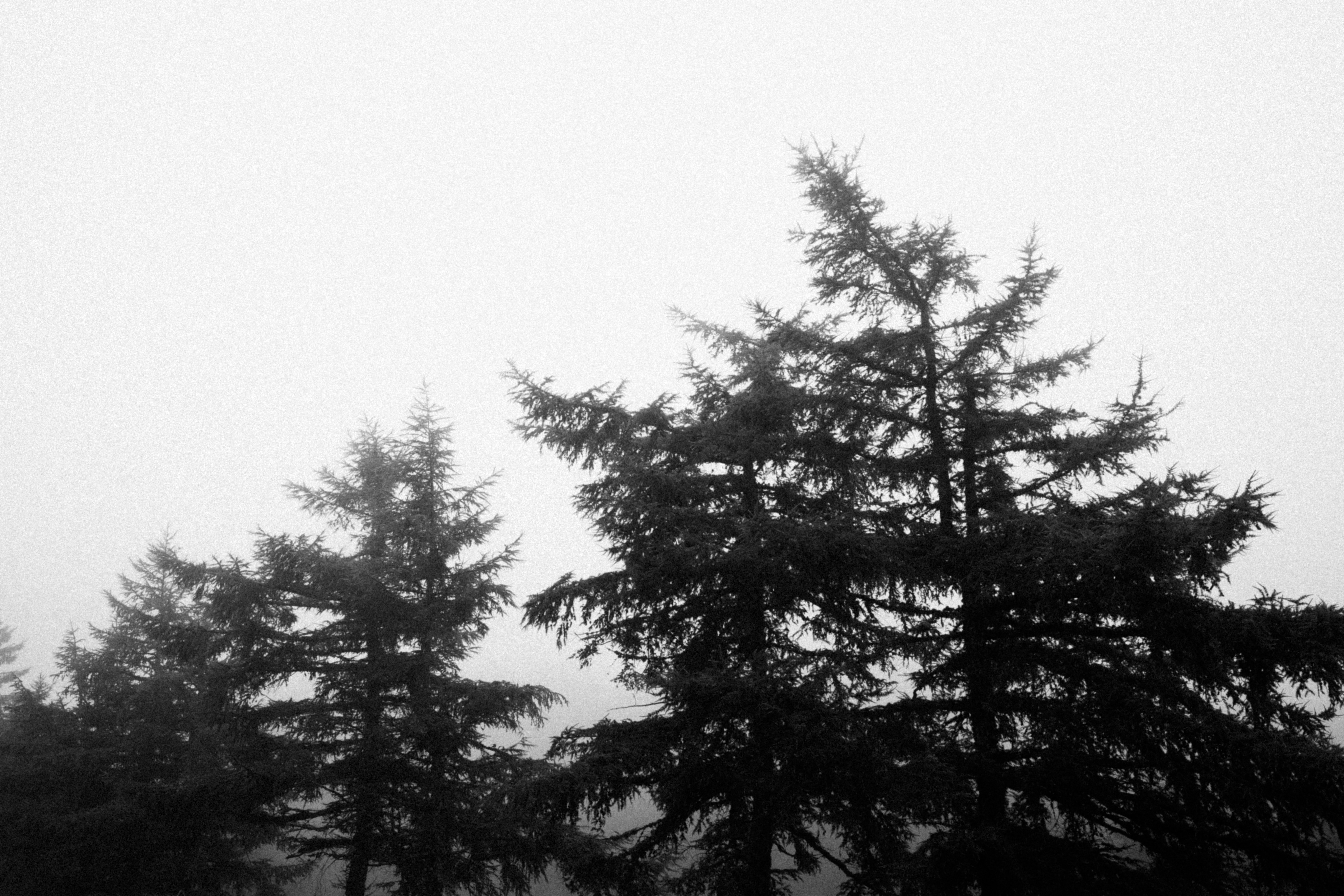 Whispers of the Misty Pines