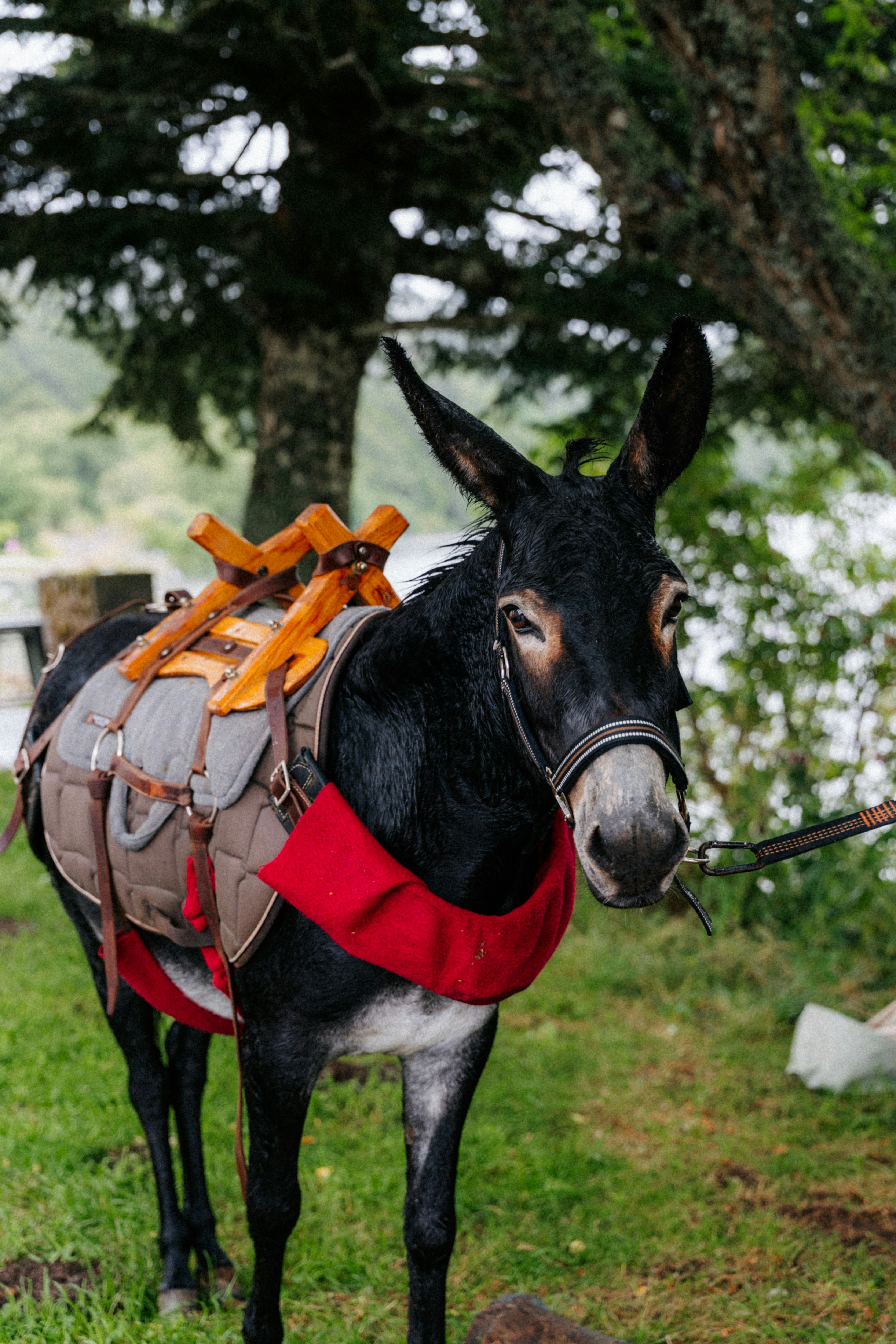 The Gentle Guardian of the Trail