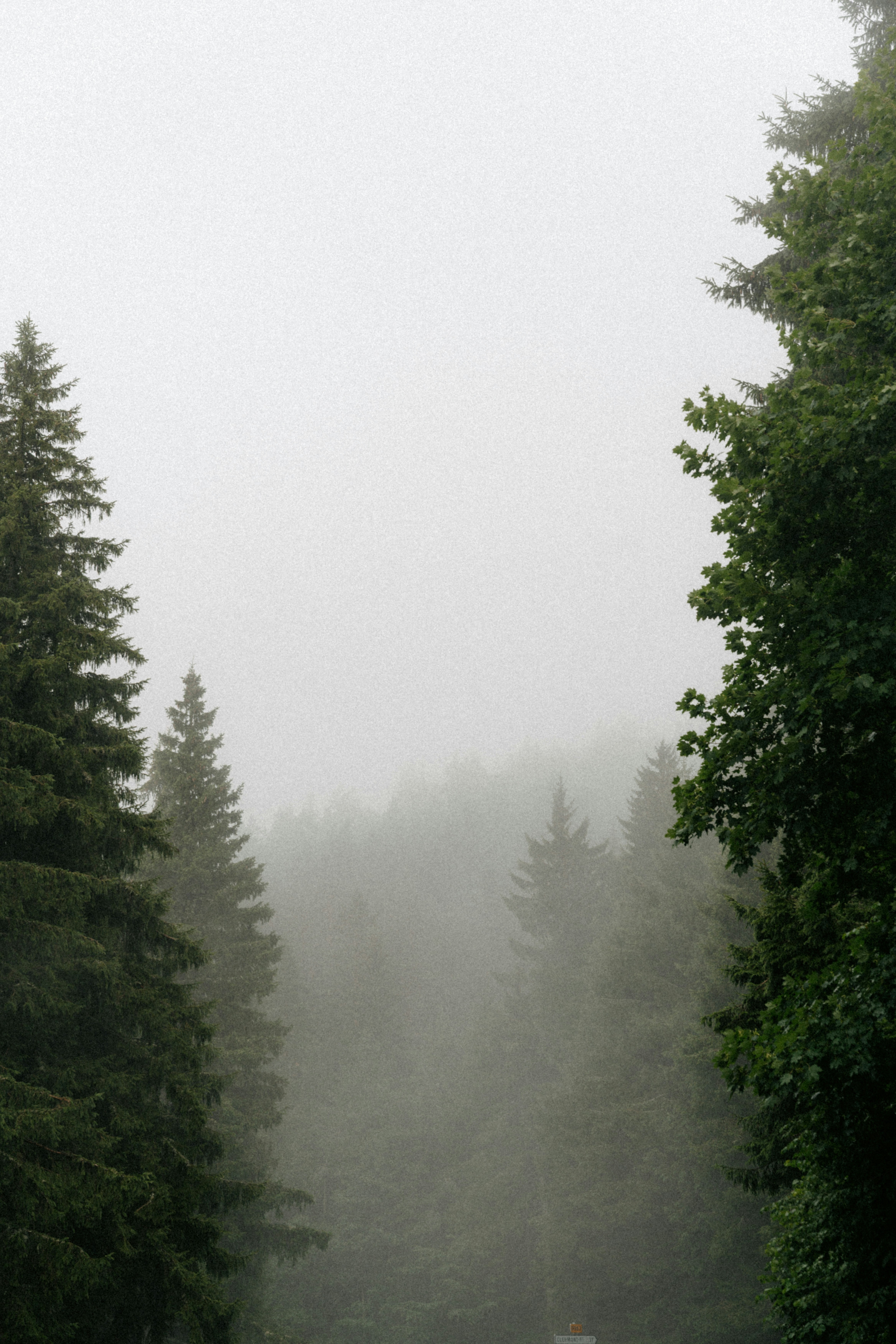 Misty evergreen forest with tall trees
