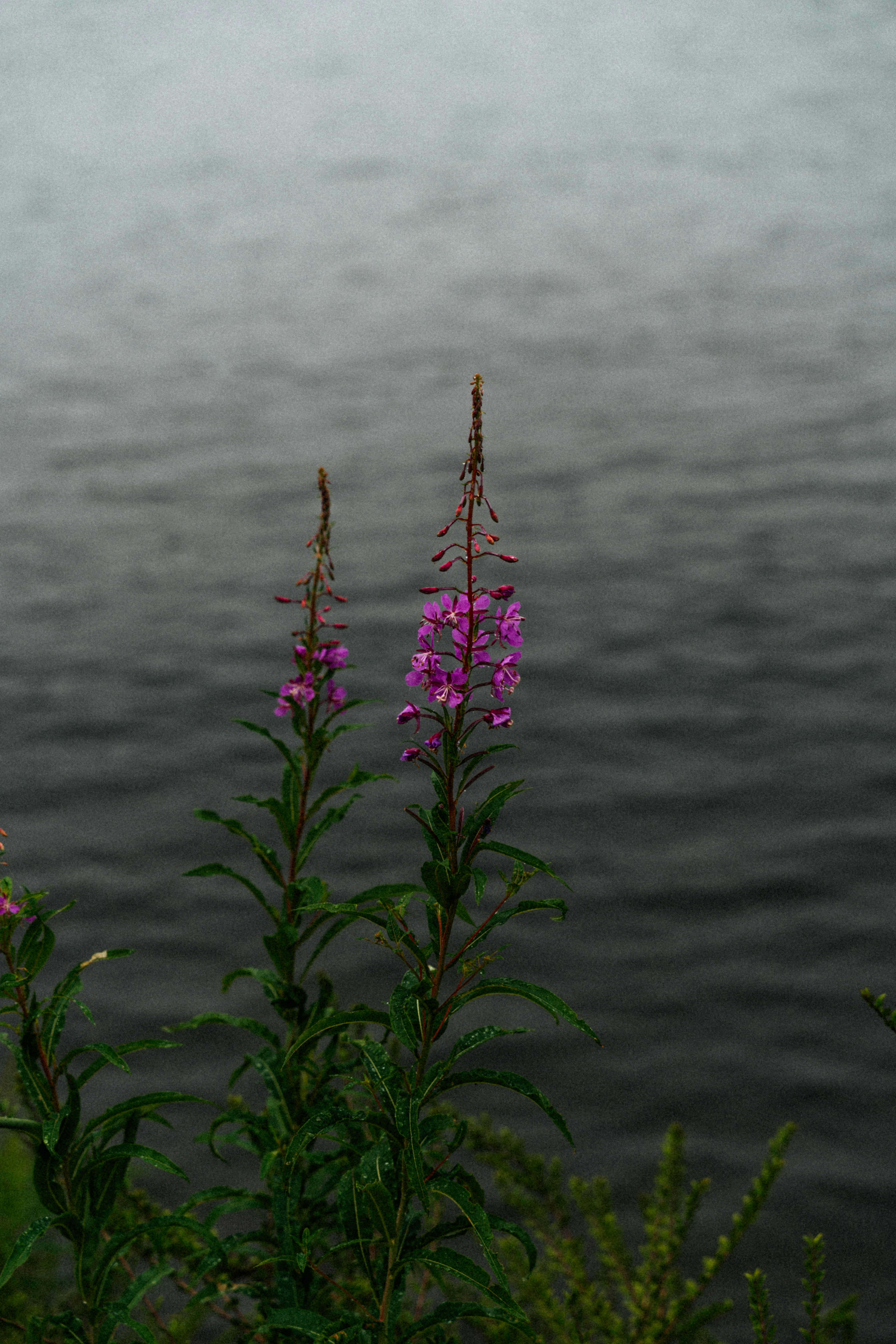 Whispers of the Wild: Floral Serenity by the Water's Edge