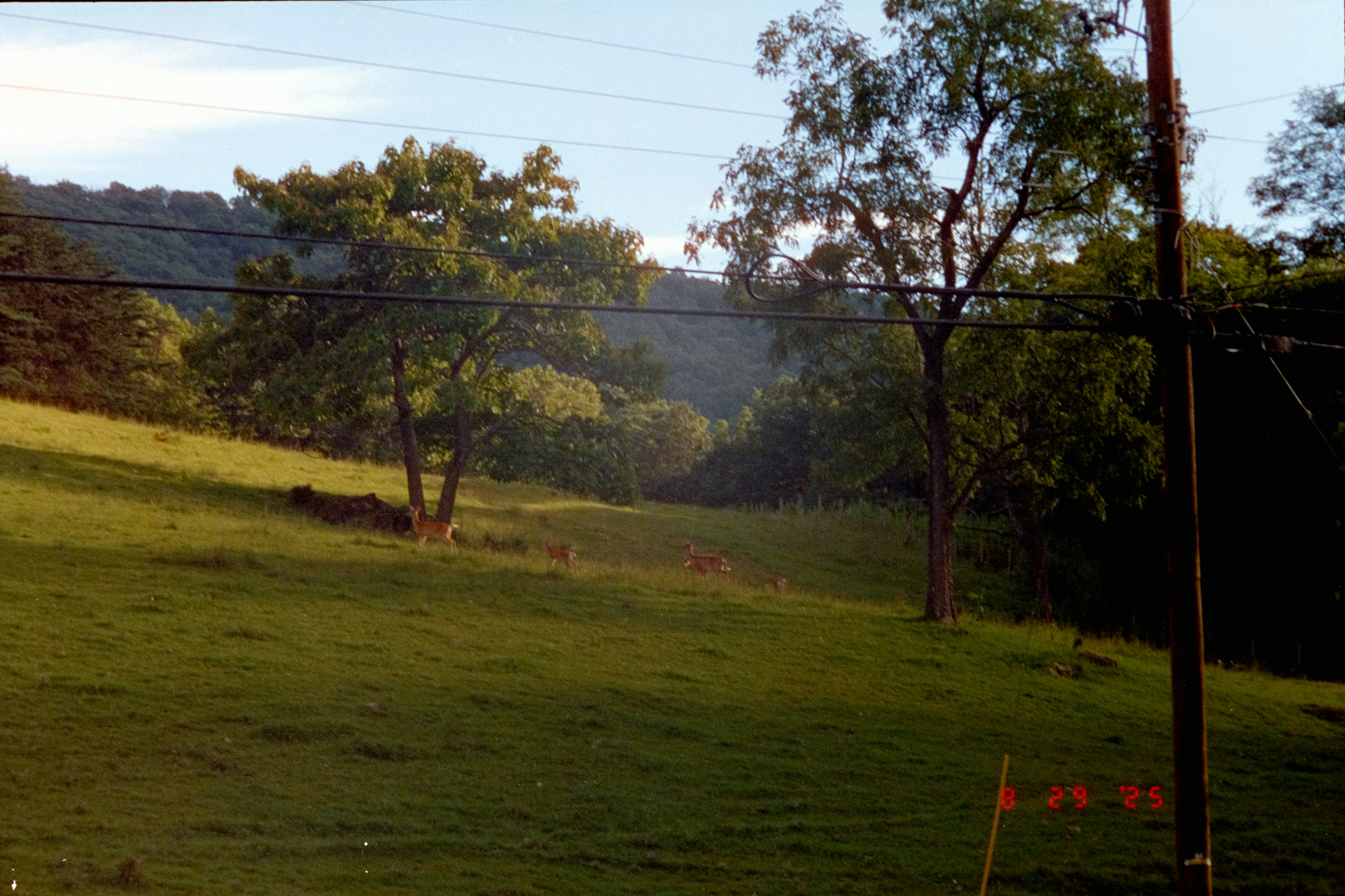 Whispers of the Meadow: A Serene Pastoral Scene