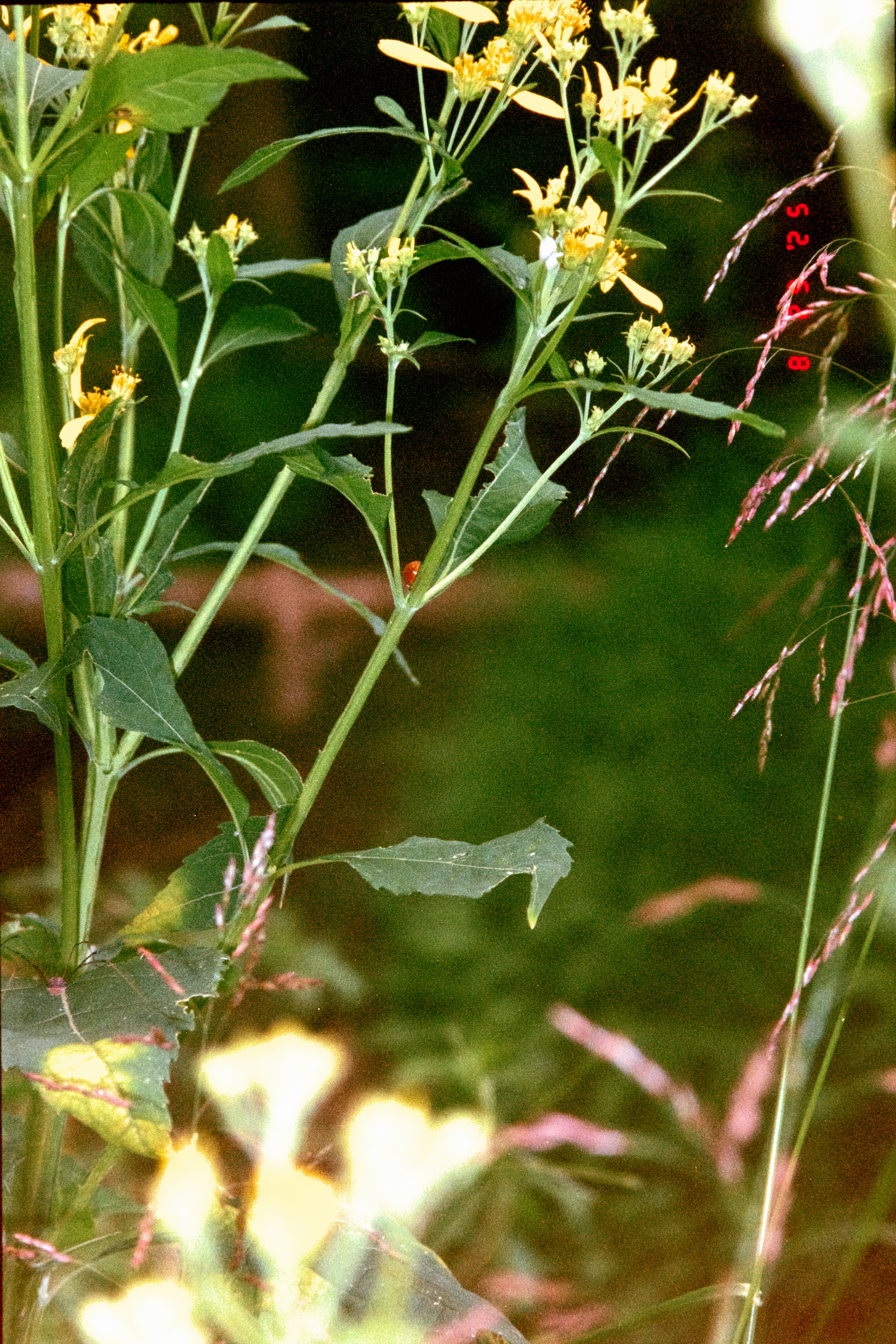 Delicate yellow wildflowers rise amidst green foliage, creating a vibrant tapestry in a natural setting.