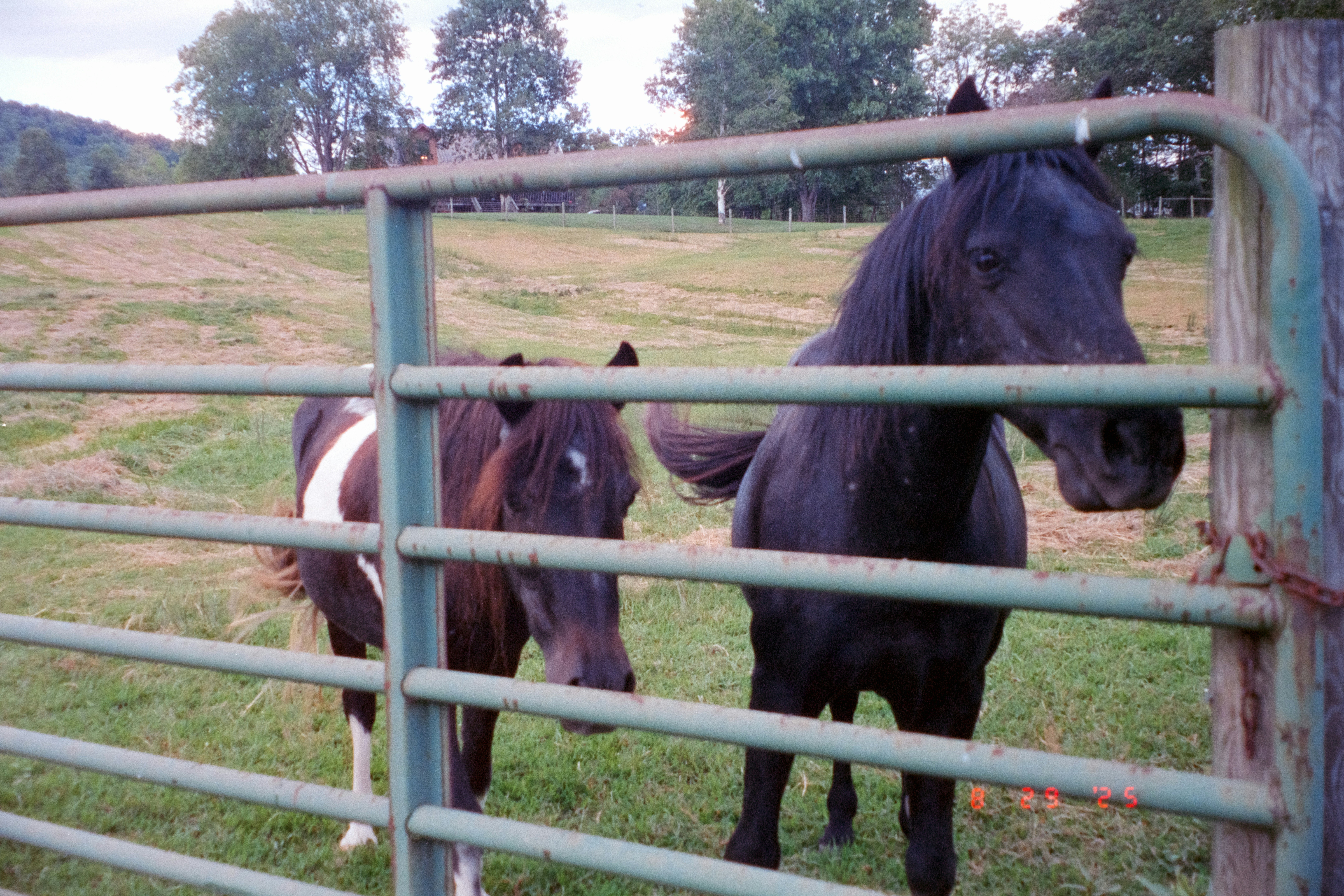 Equine Curiosity Behind the Gate