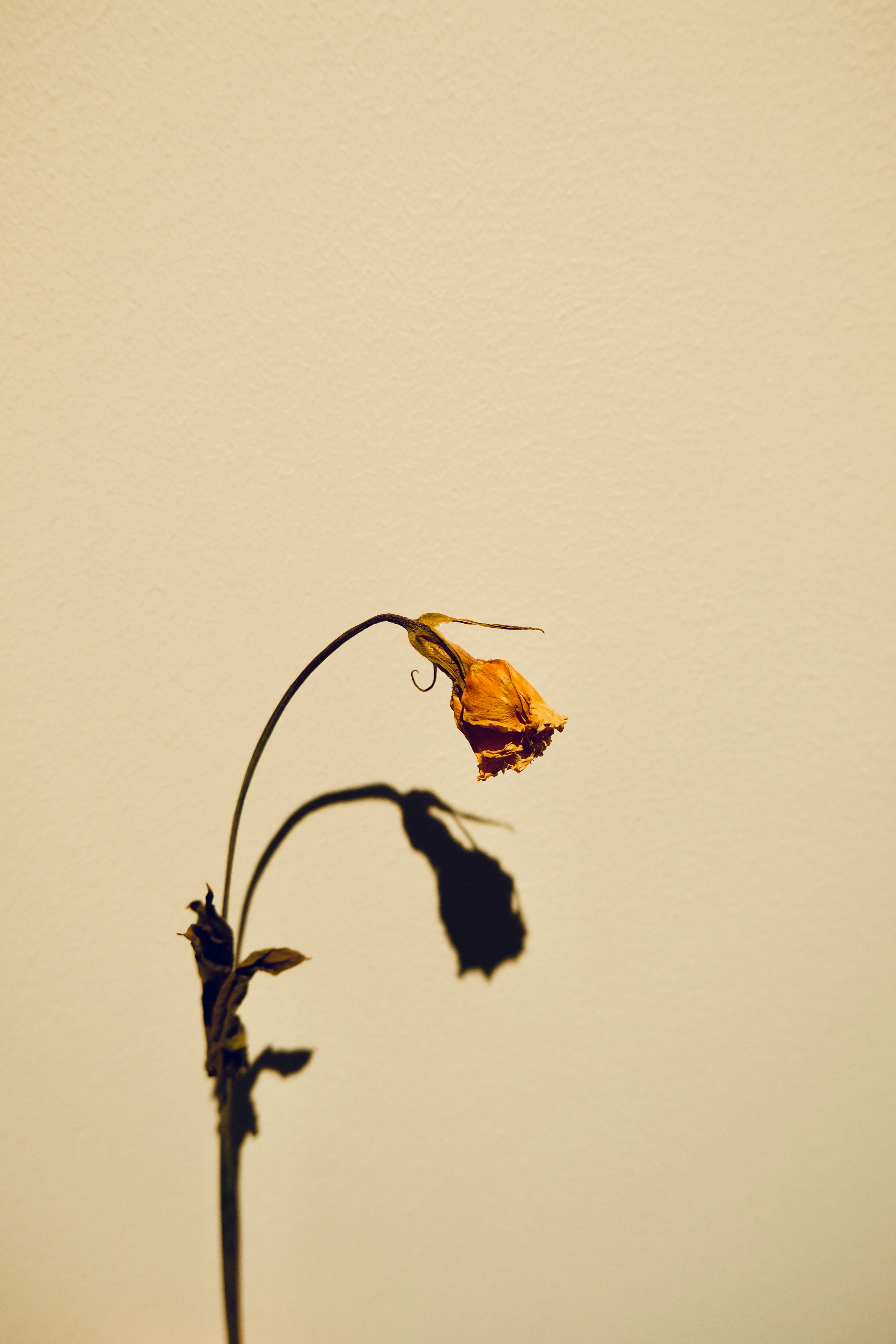 Whispers of Time: A Withered Blossom's Soliloquy