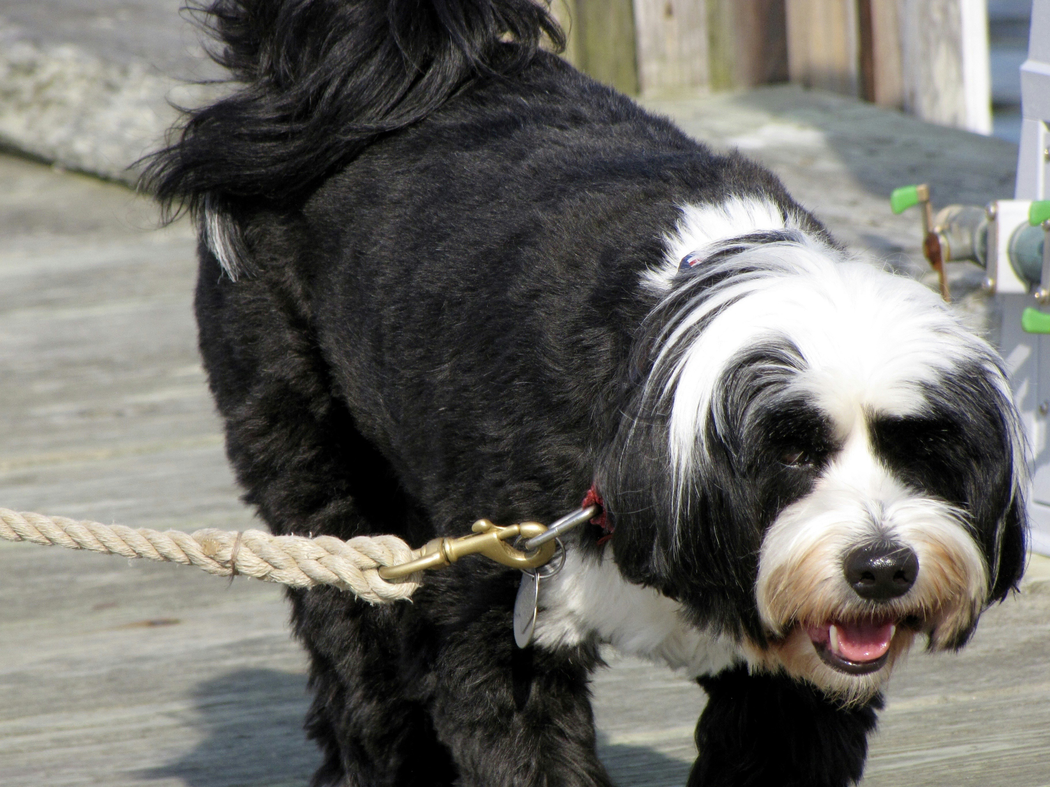 A black and white dog on a leash outdoors