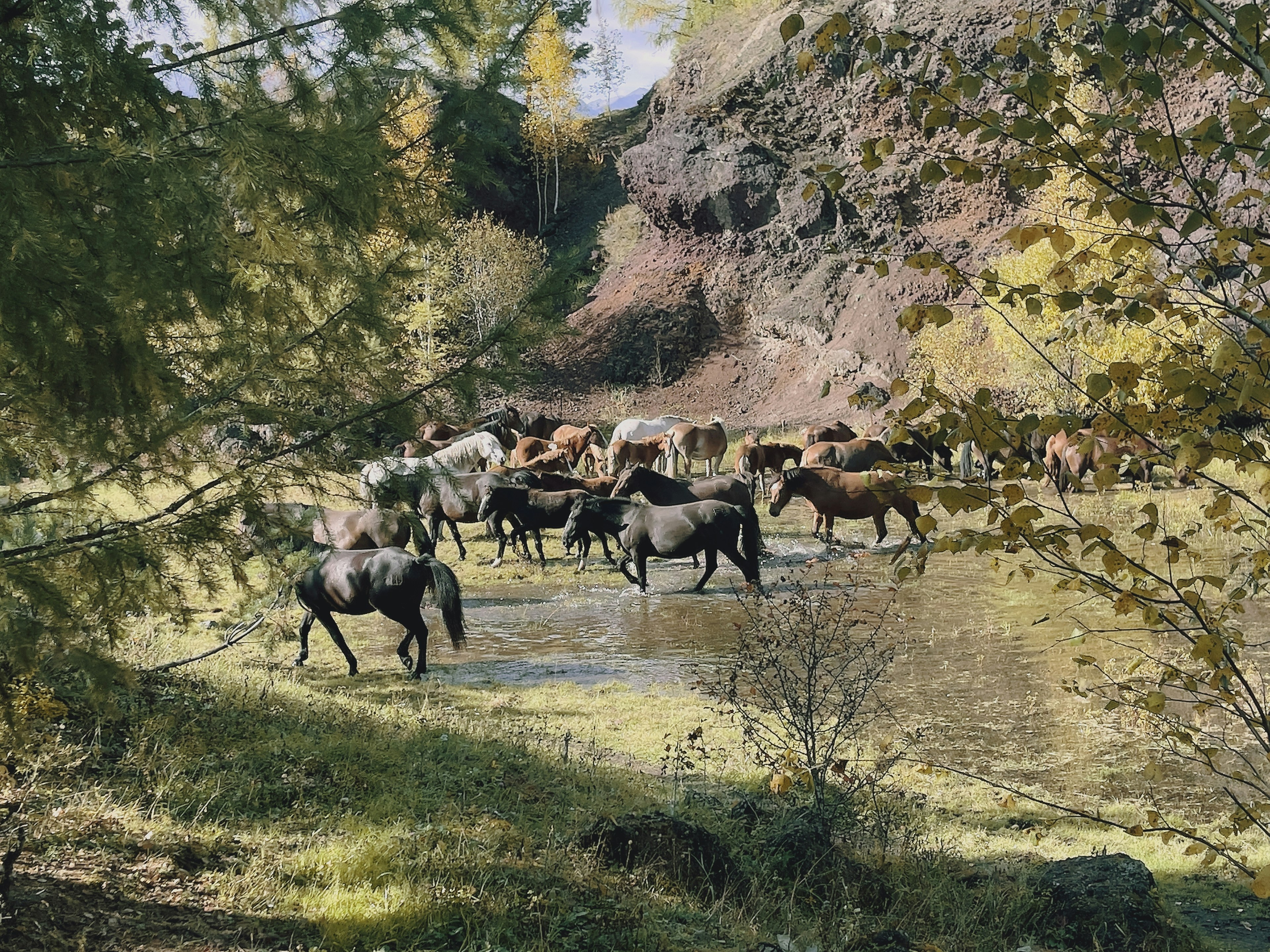 A group of horses came to drink at the mouth of an old volcano that had last erupted between 10 and 20 thousand years ago. Interestingly, there was an observer in the group watching the situation. When I approached, the observer gave a signal and all the horses left together. After that, they expressed their discontent for about five minutes. | A herd of horses drinks from a shallow stream.