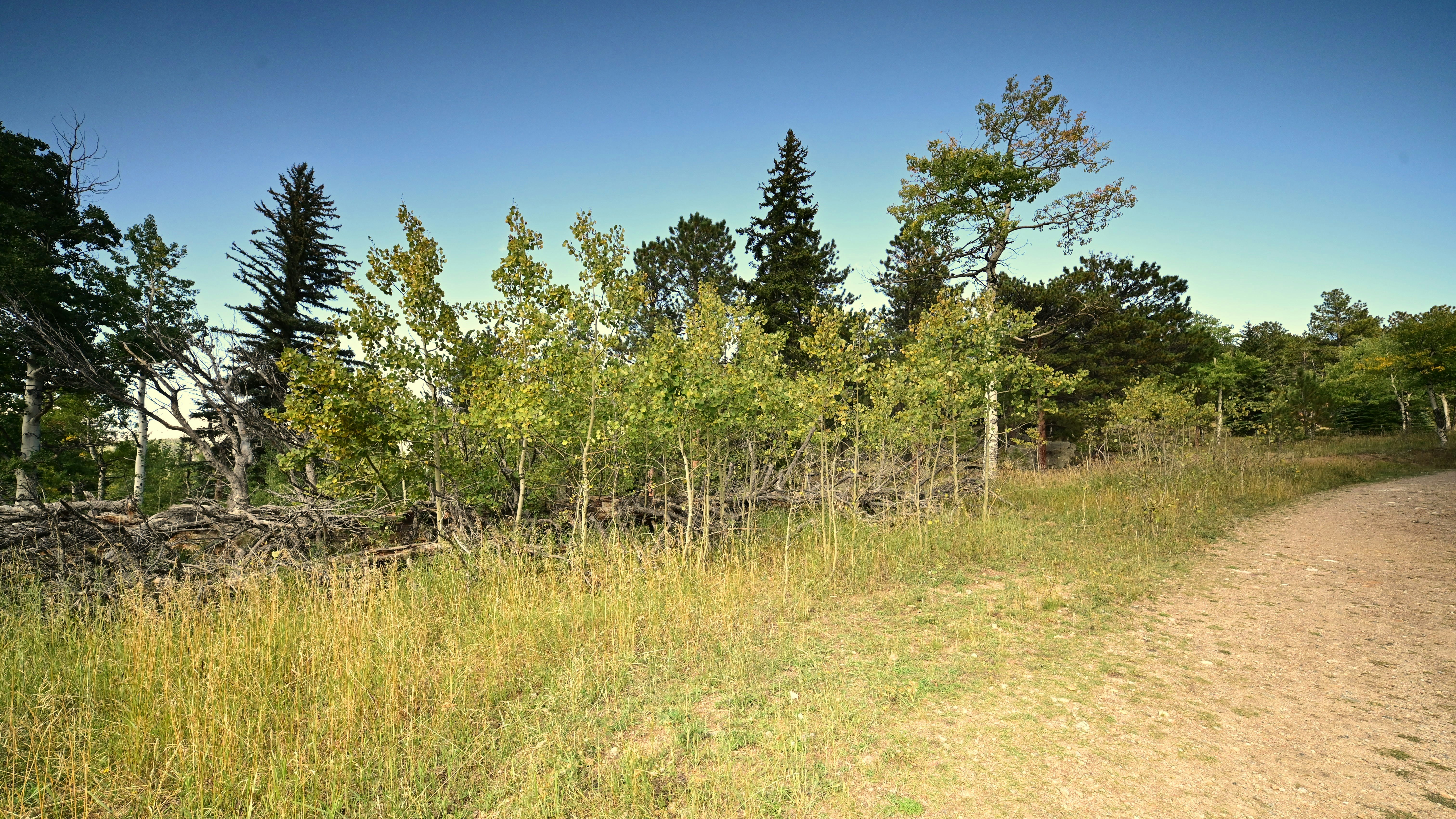 Sunlit Pine Meadow: A Quiet Dirt Trail under an Expansive Sky