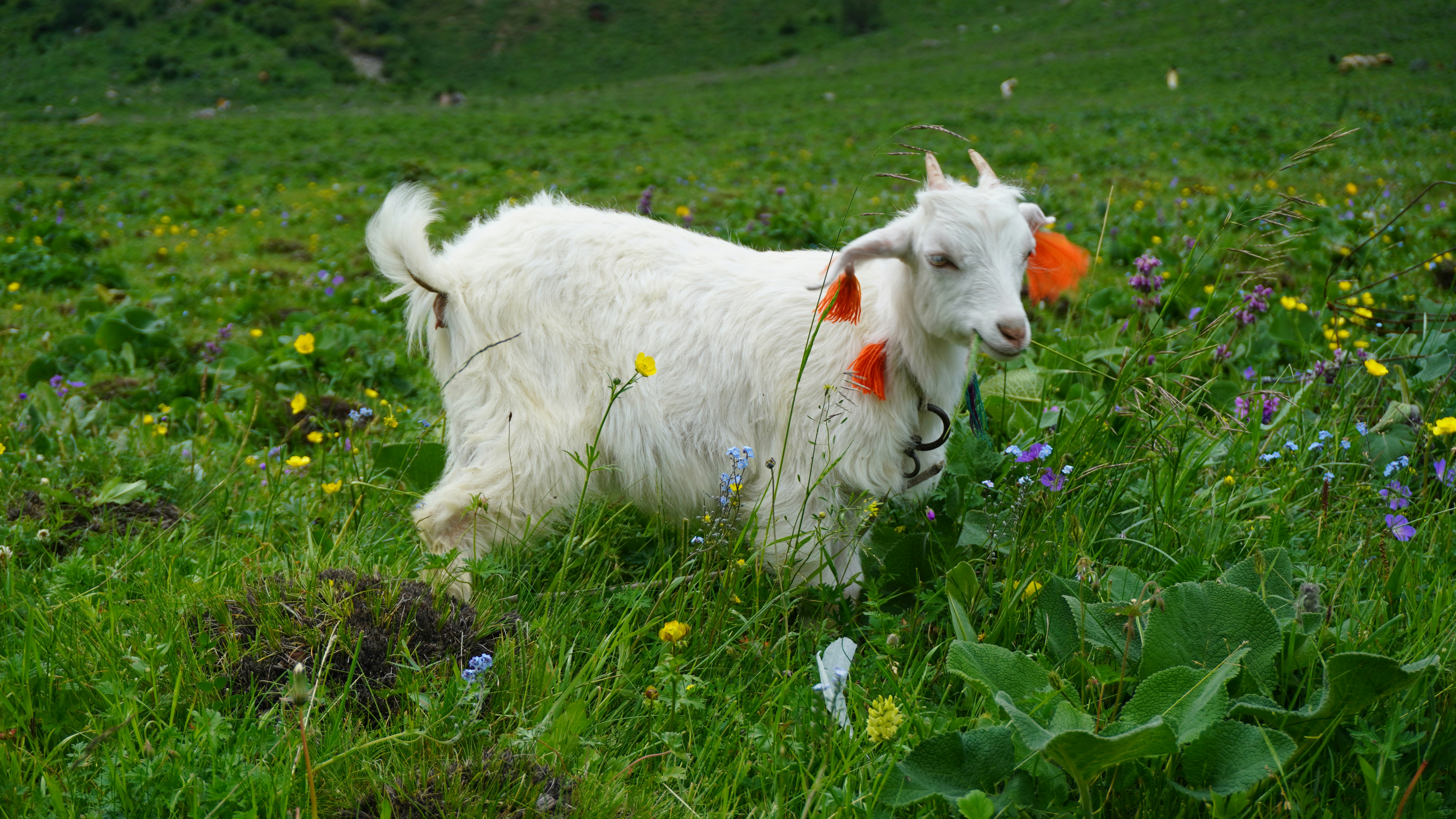 A white goat stands in a field of wildflowers. photo – Free Animal ...