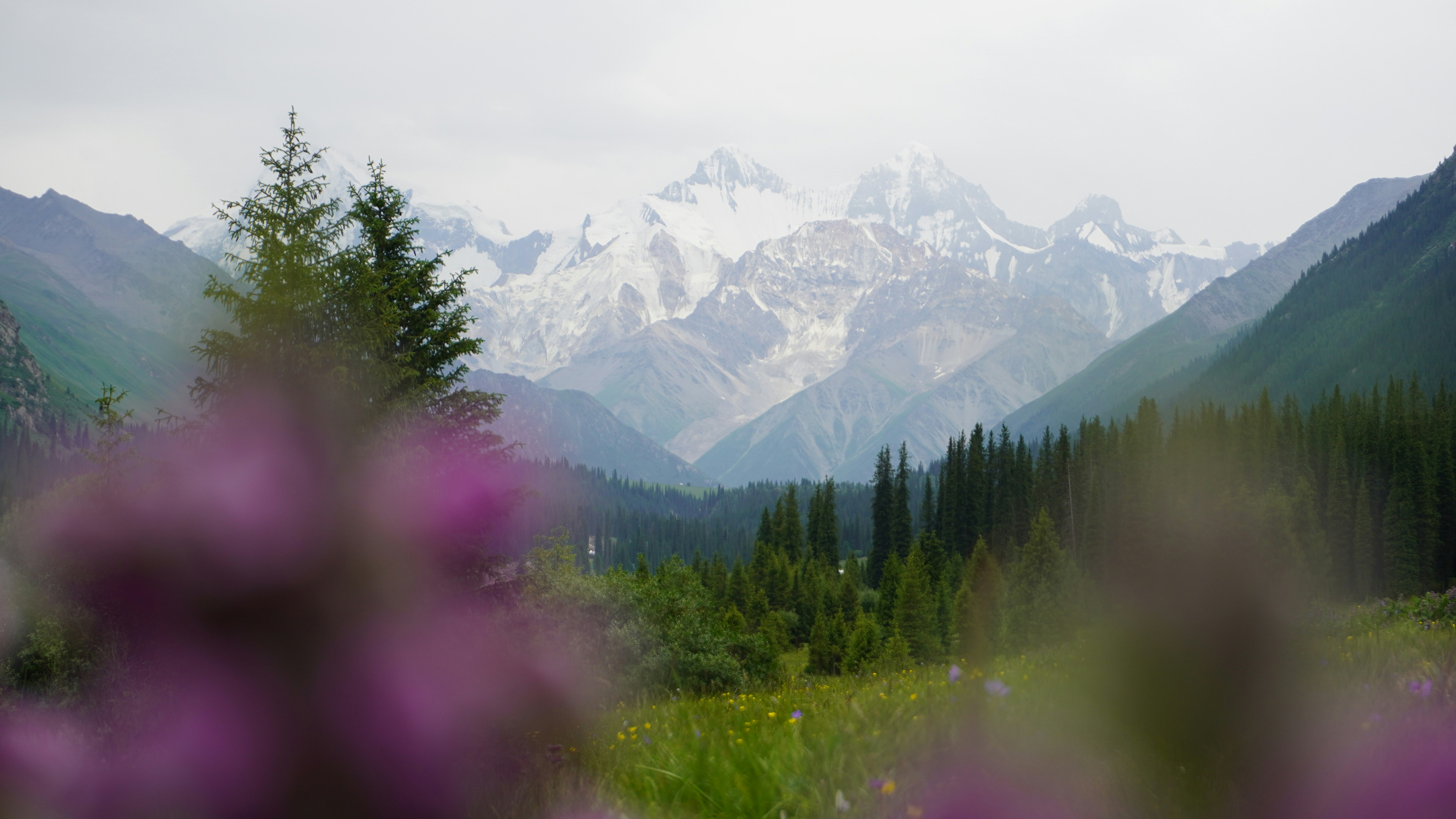 Whispers of the Mountain Bloom