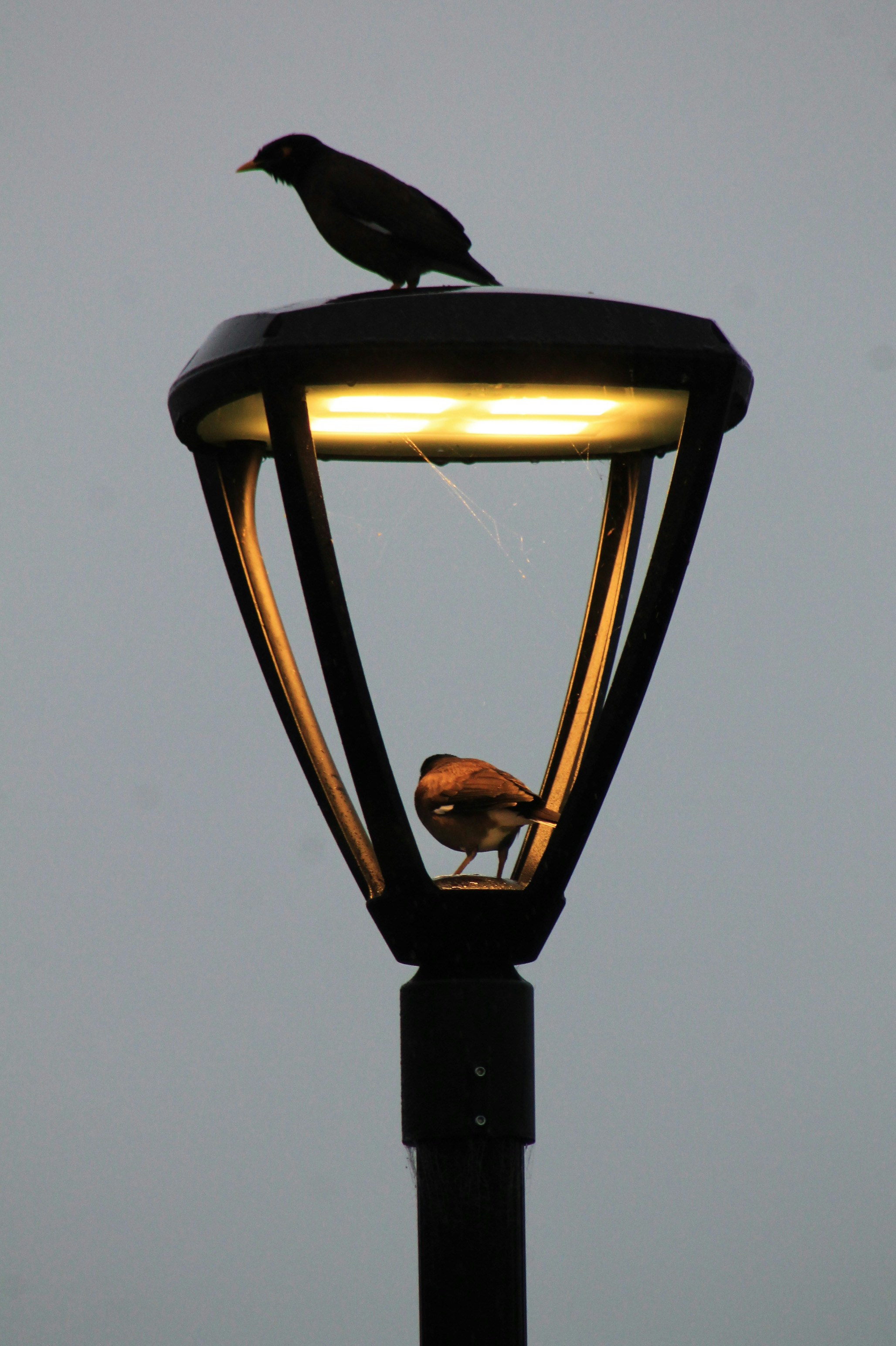 Mynah birds in street lamp | Two birds perched on a streetlamp at dusk.