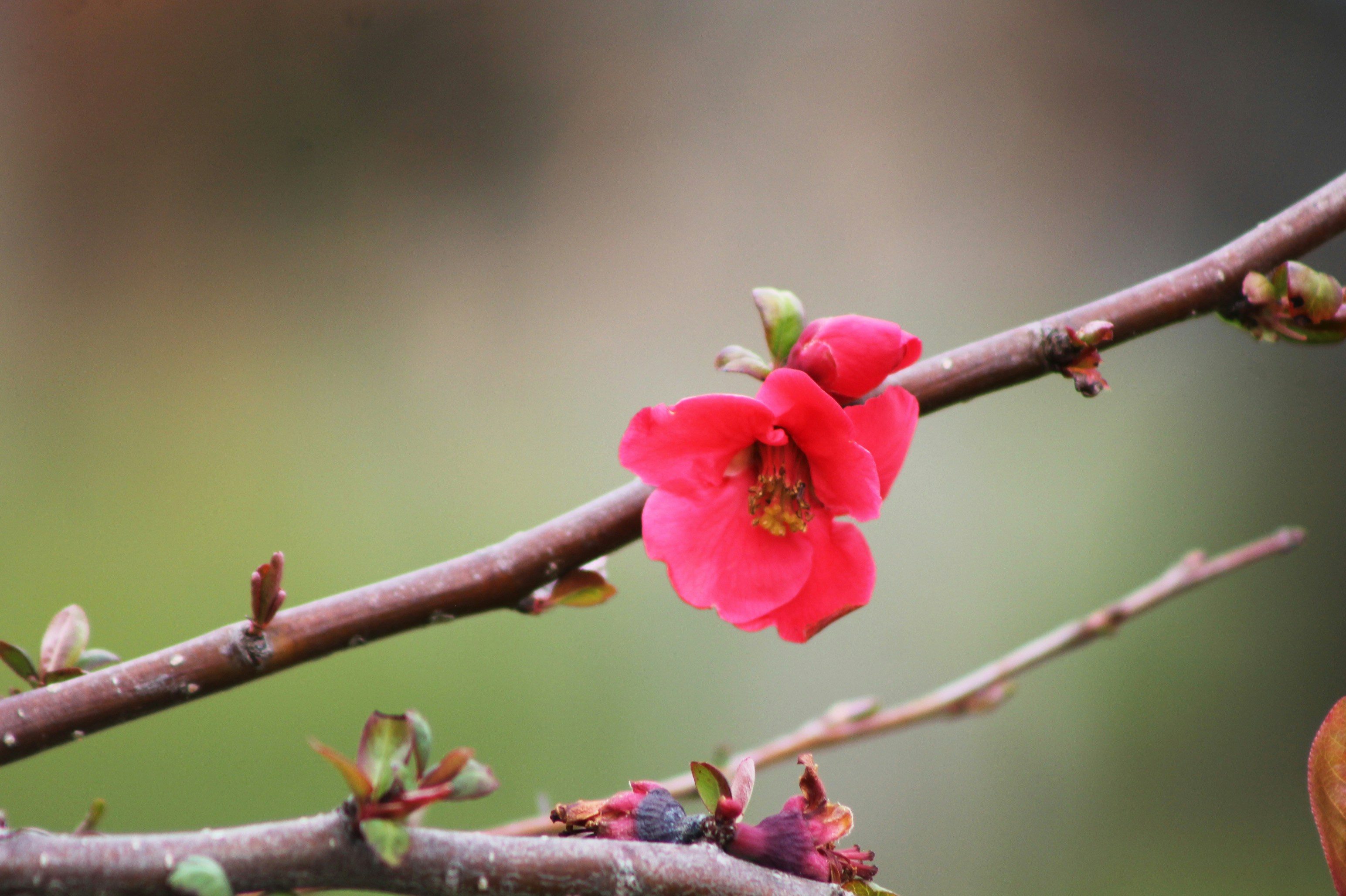 A single red flower blooms on a tree branch.