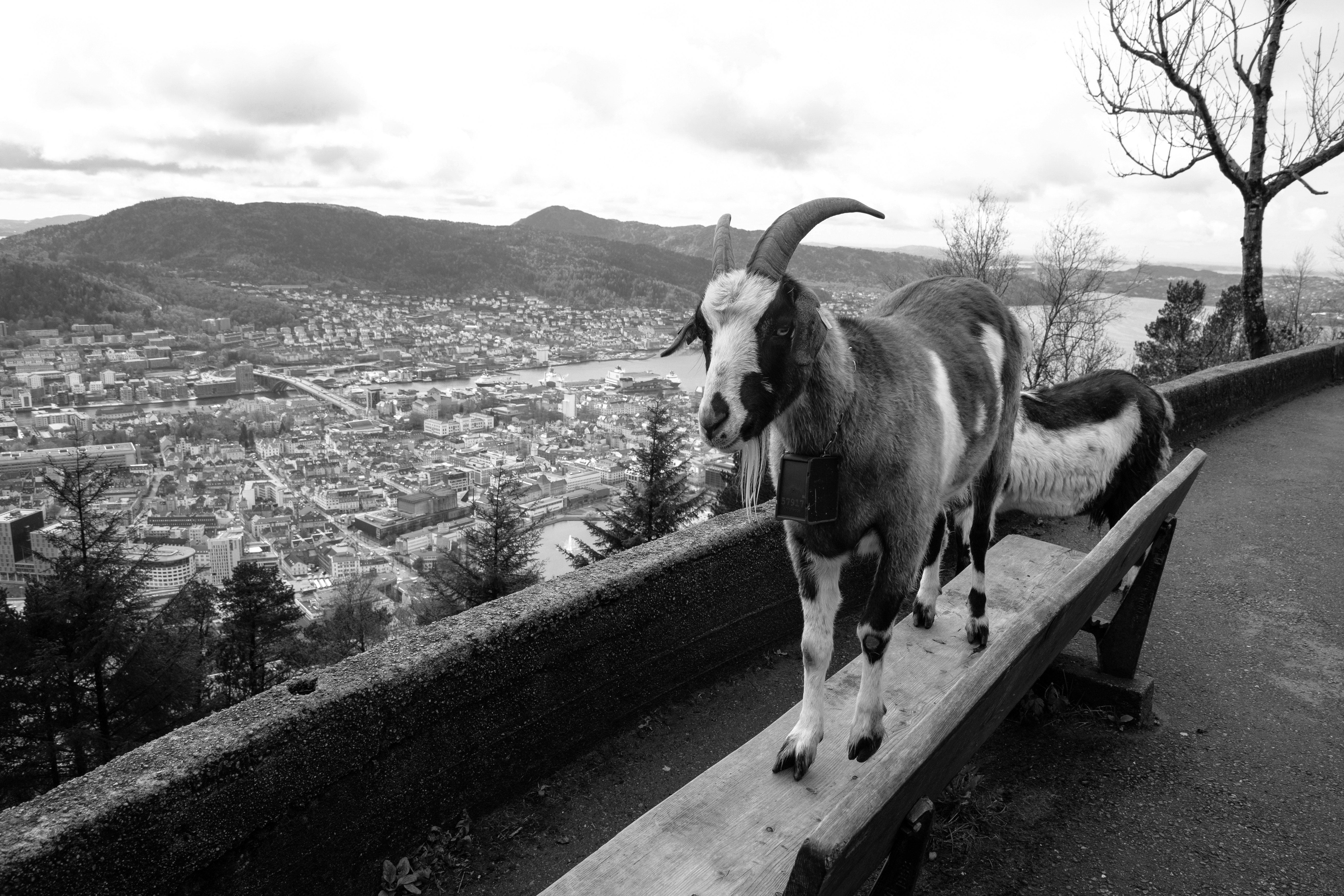 Urban Goat: A Unique Perspective on City Life