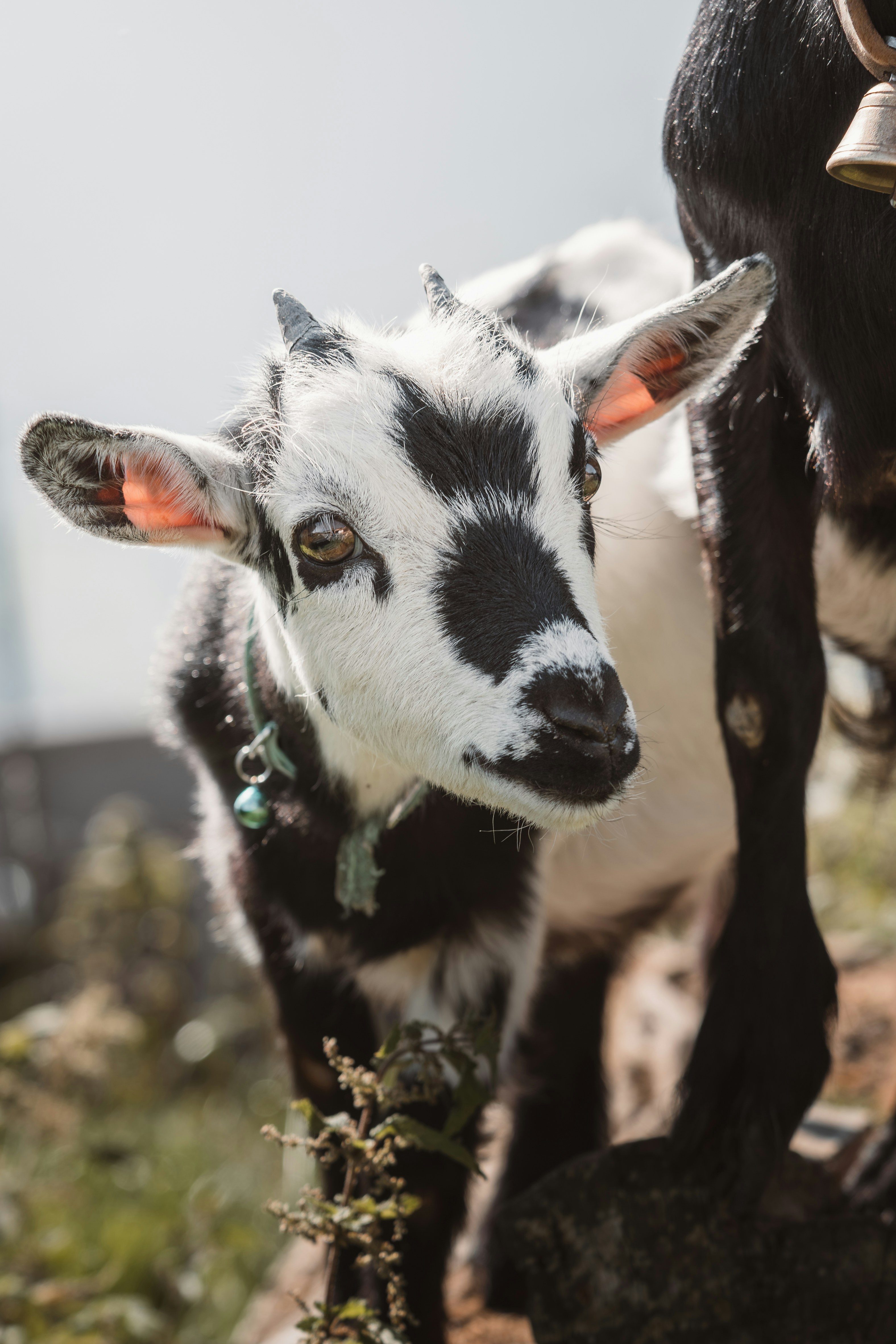 A young goat with black and white markings. photo – Free Animal Image ...