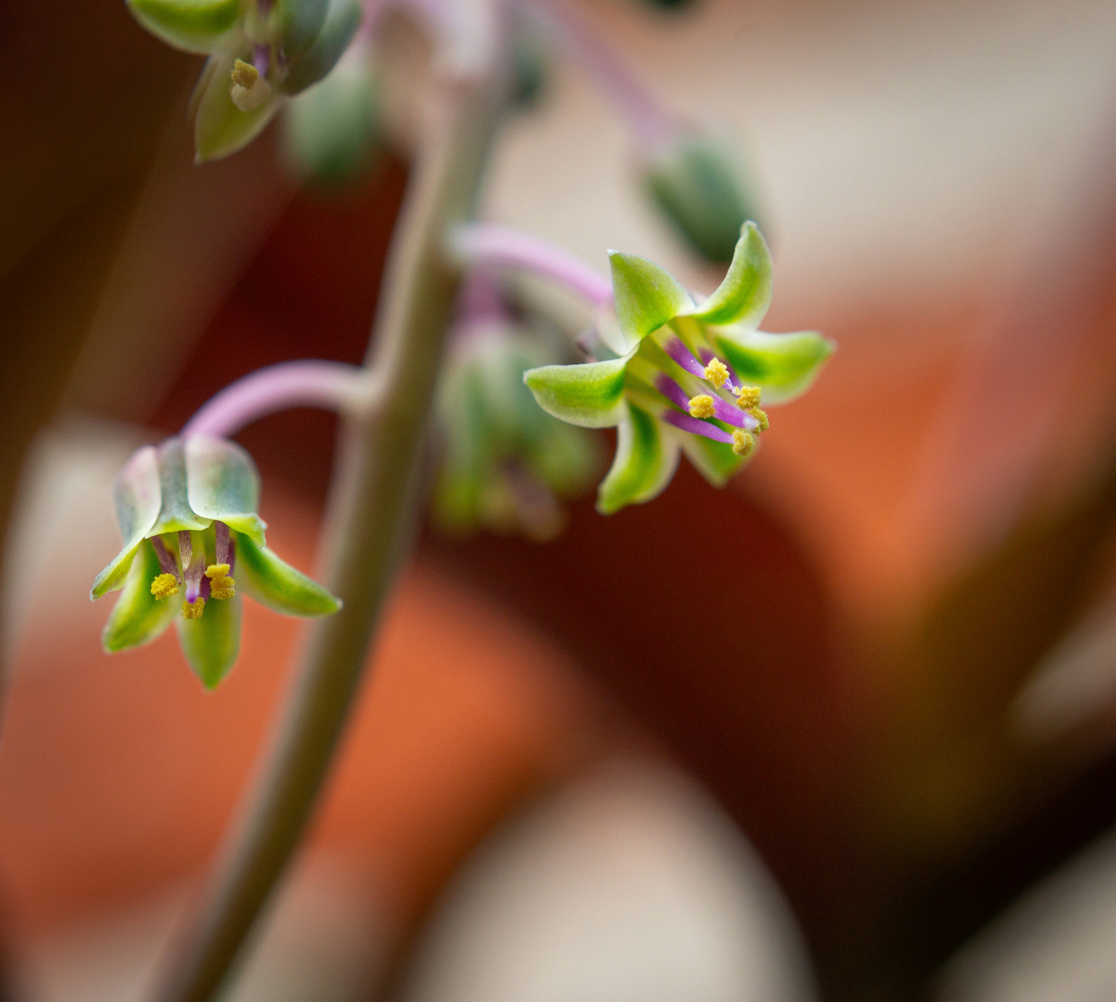 Whispers of Nature: The Delicate Bloom