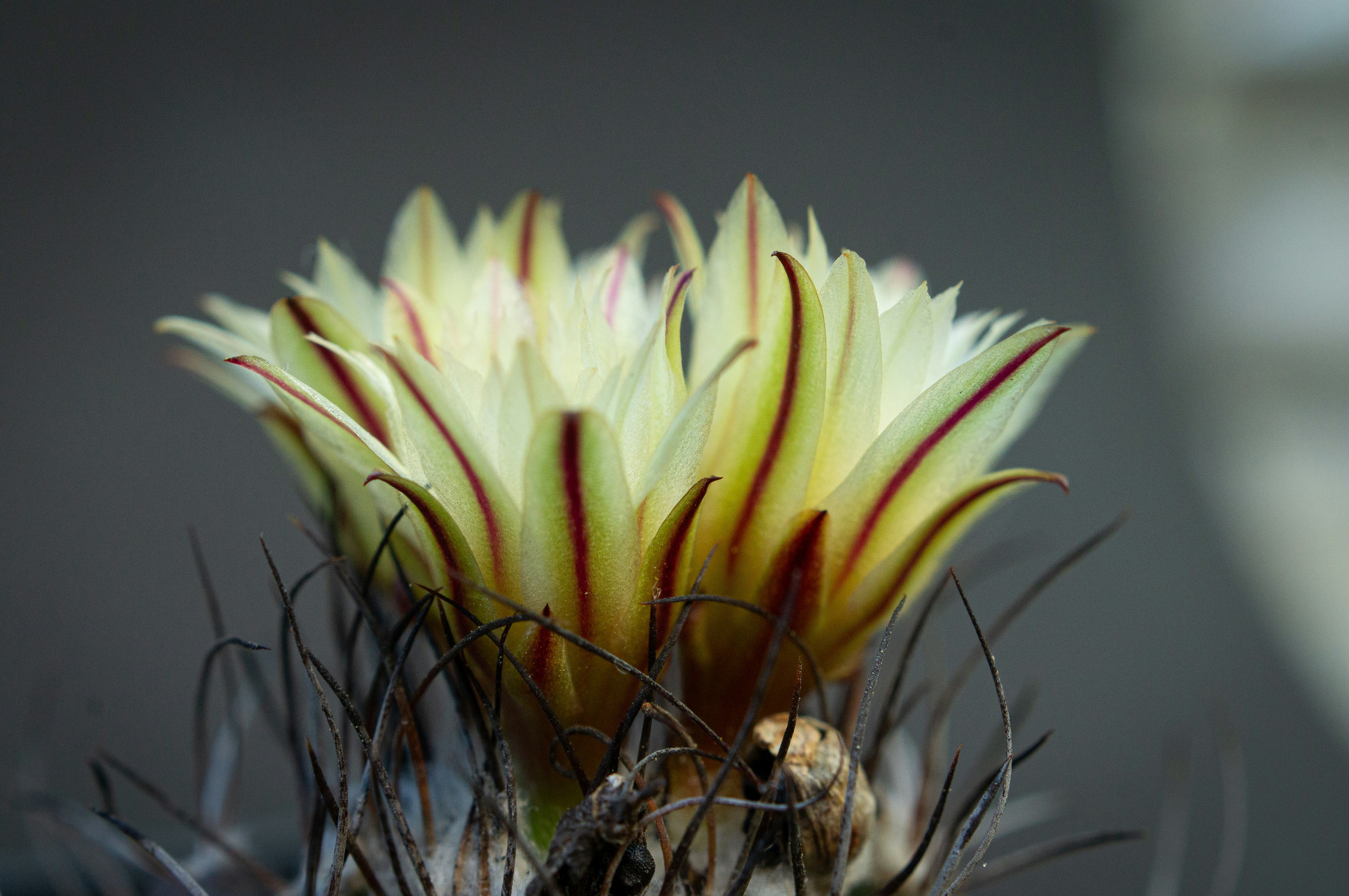 Emerald Petals Emerge: a close-up of a spined cactus blossom
