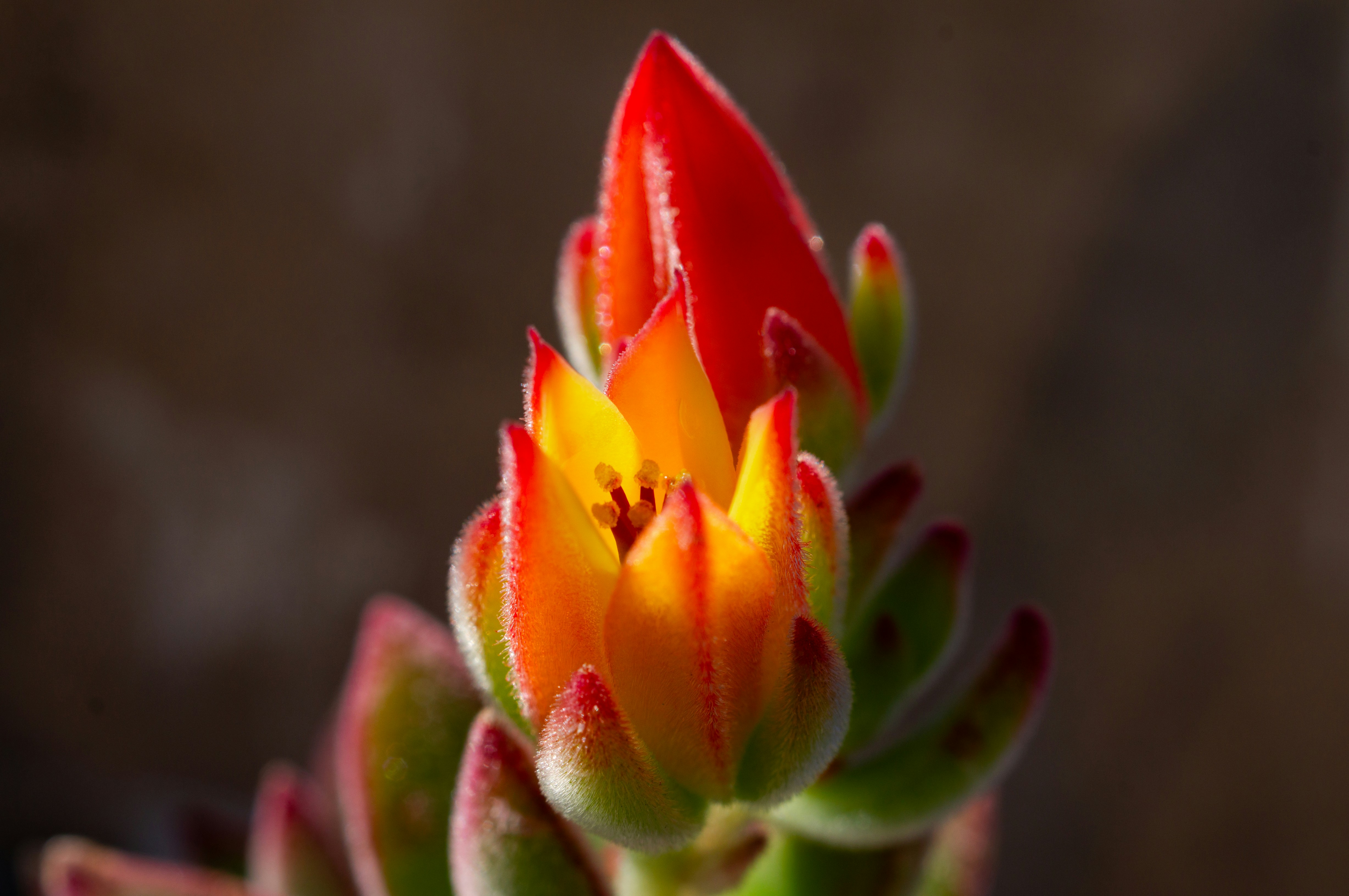 Close-up of a red and orange succulent flower bud.