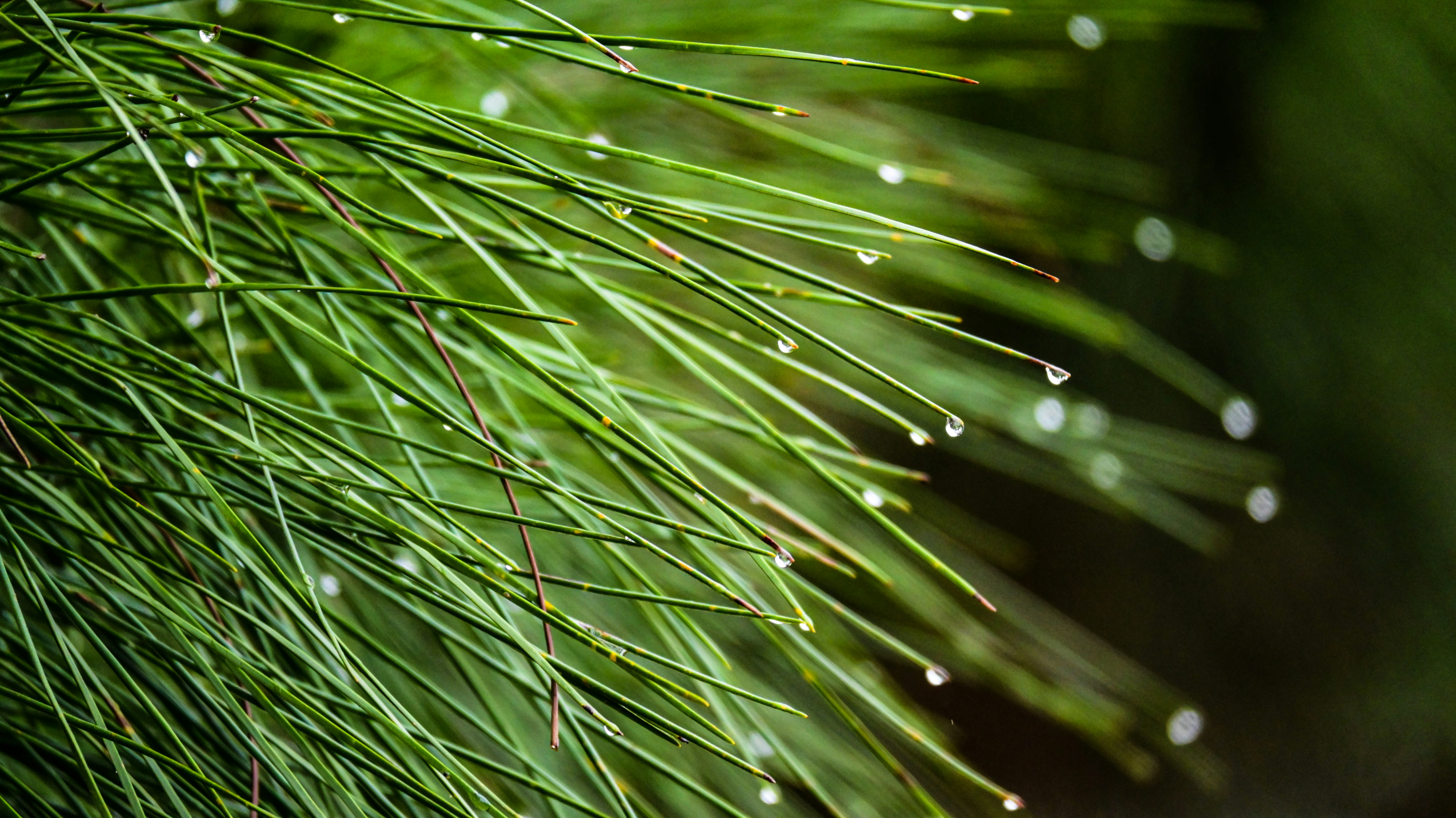 Close-up of pine needles adorned with glistening droplets of water, capturing the essence of nature's tranquility.