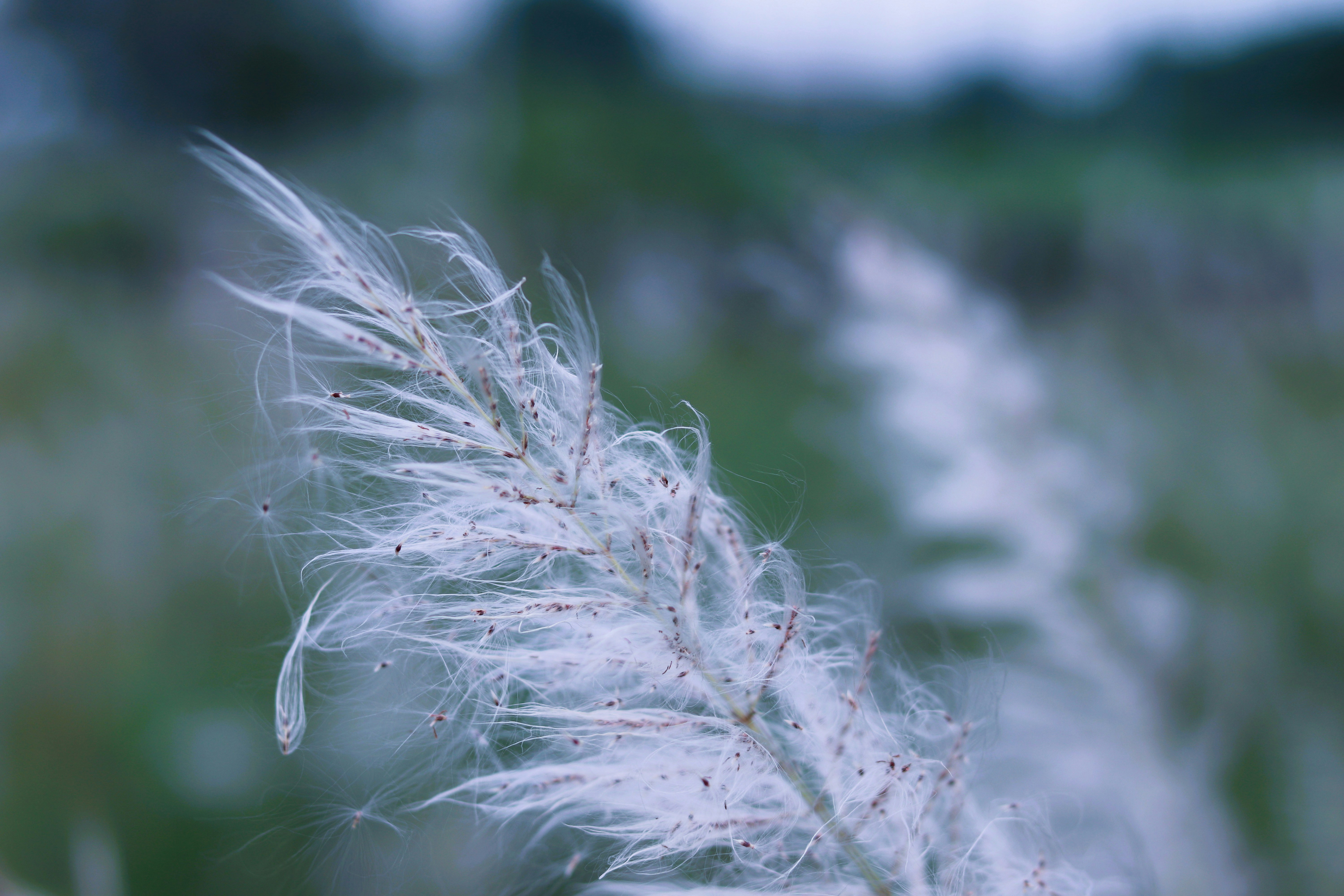 Whispers of Nature's Elegance